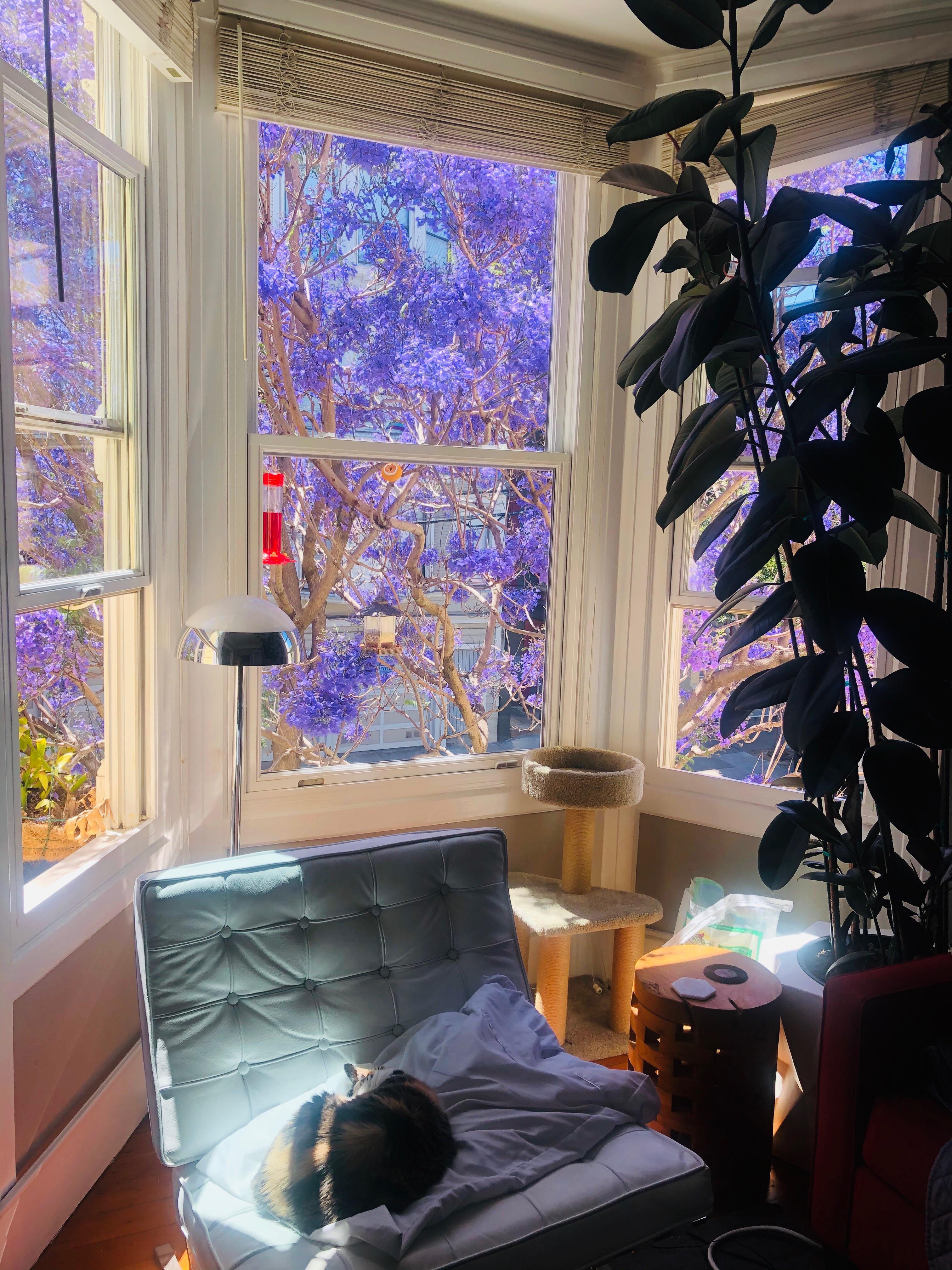 Jacarandas from inside the house looking out. Trippy! | Scrolller