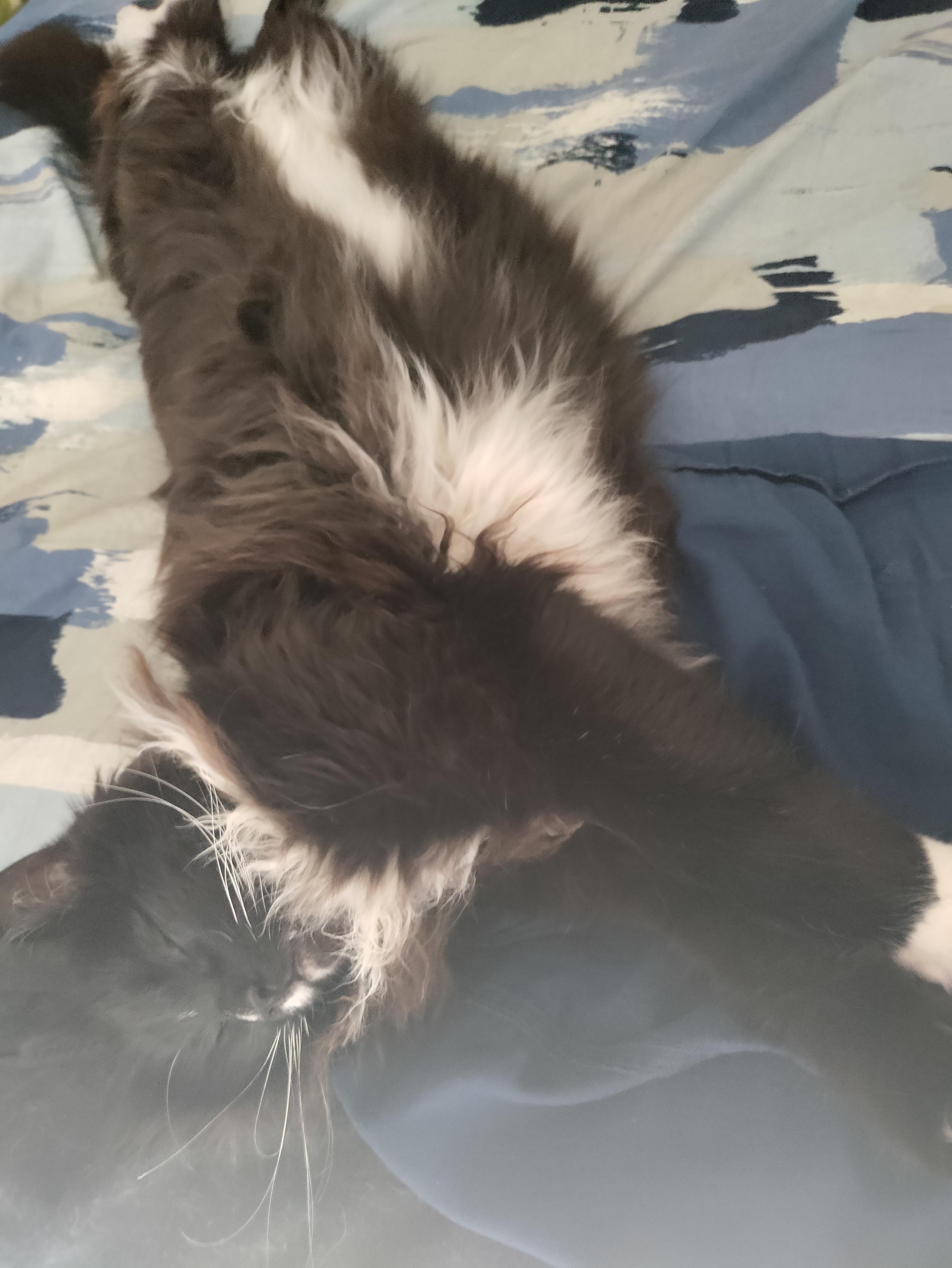 Jack belly | Scrolller