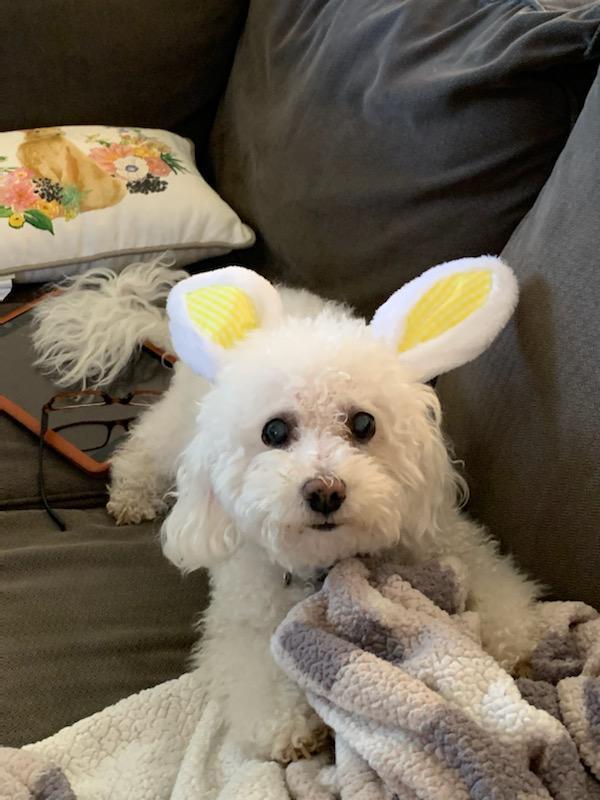 Jack Frost the Easter Bunny | Scrolller