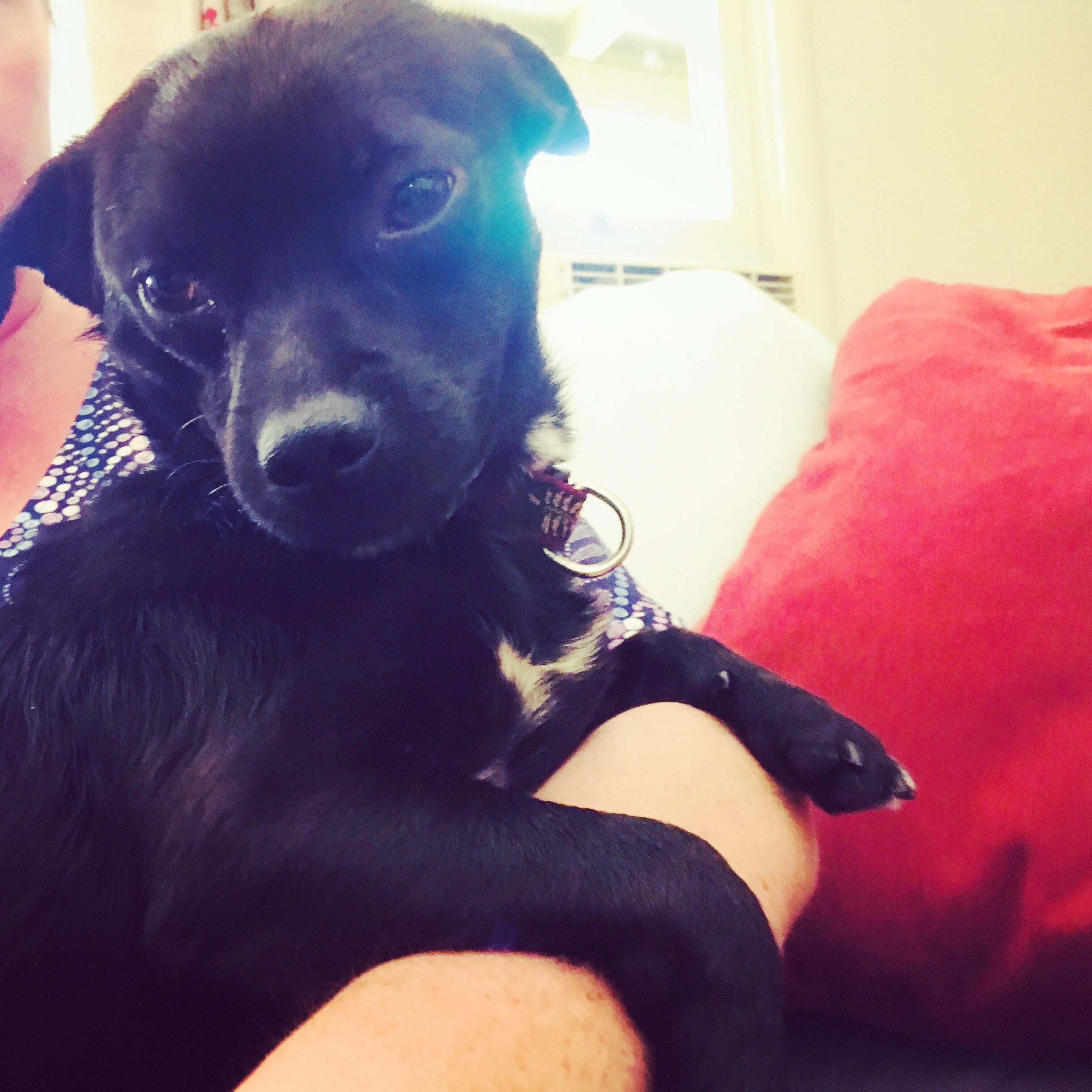 Jack, my mom’s new dog. | Scrolller