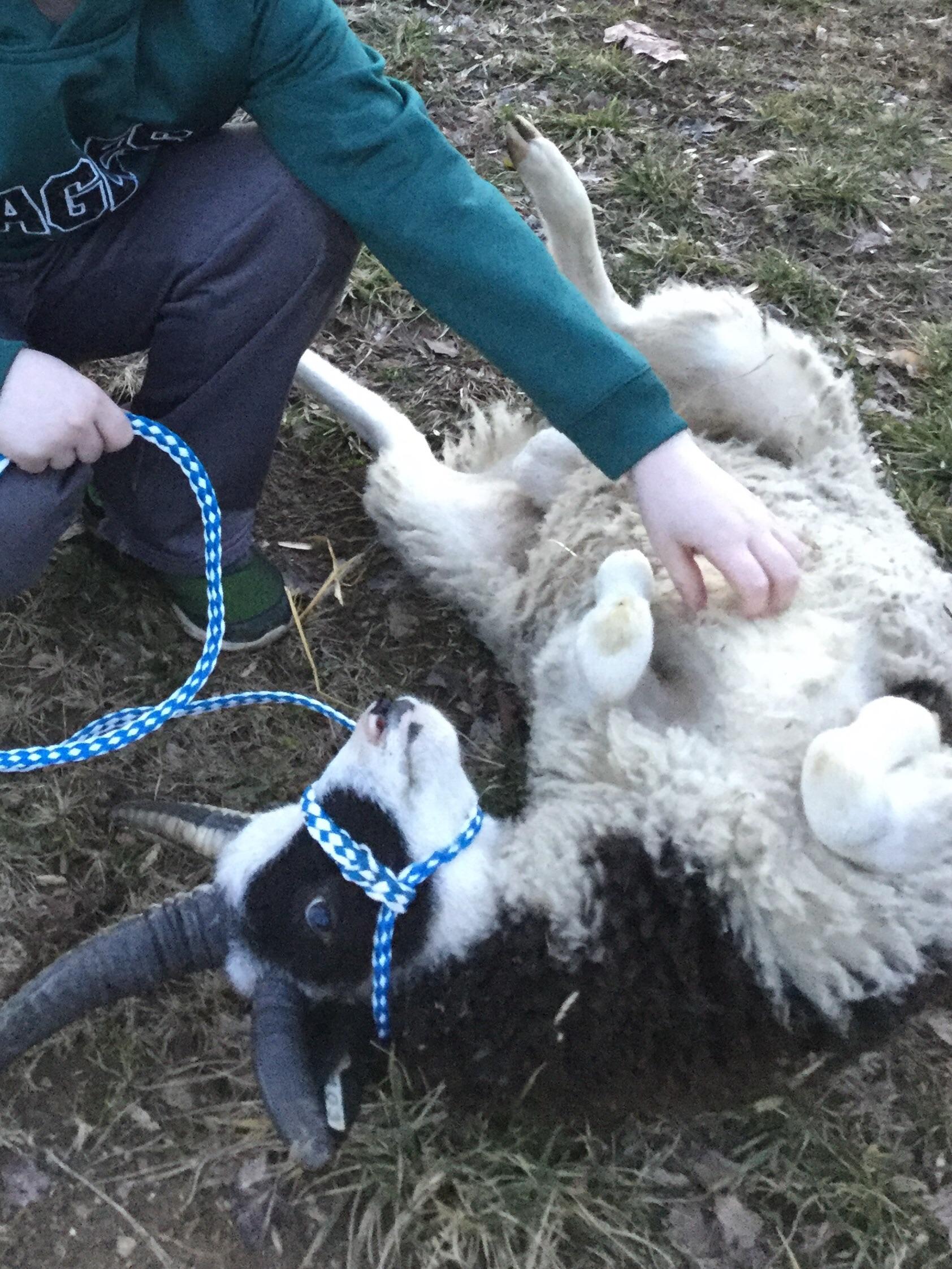 Jacob sheep | Scrolller