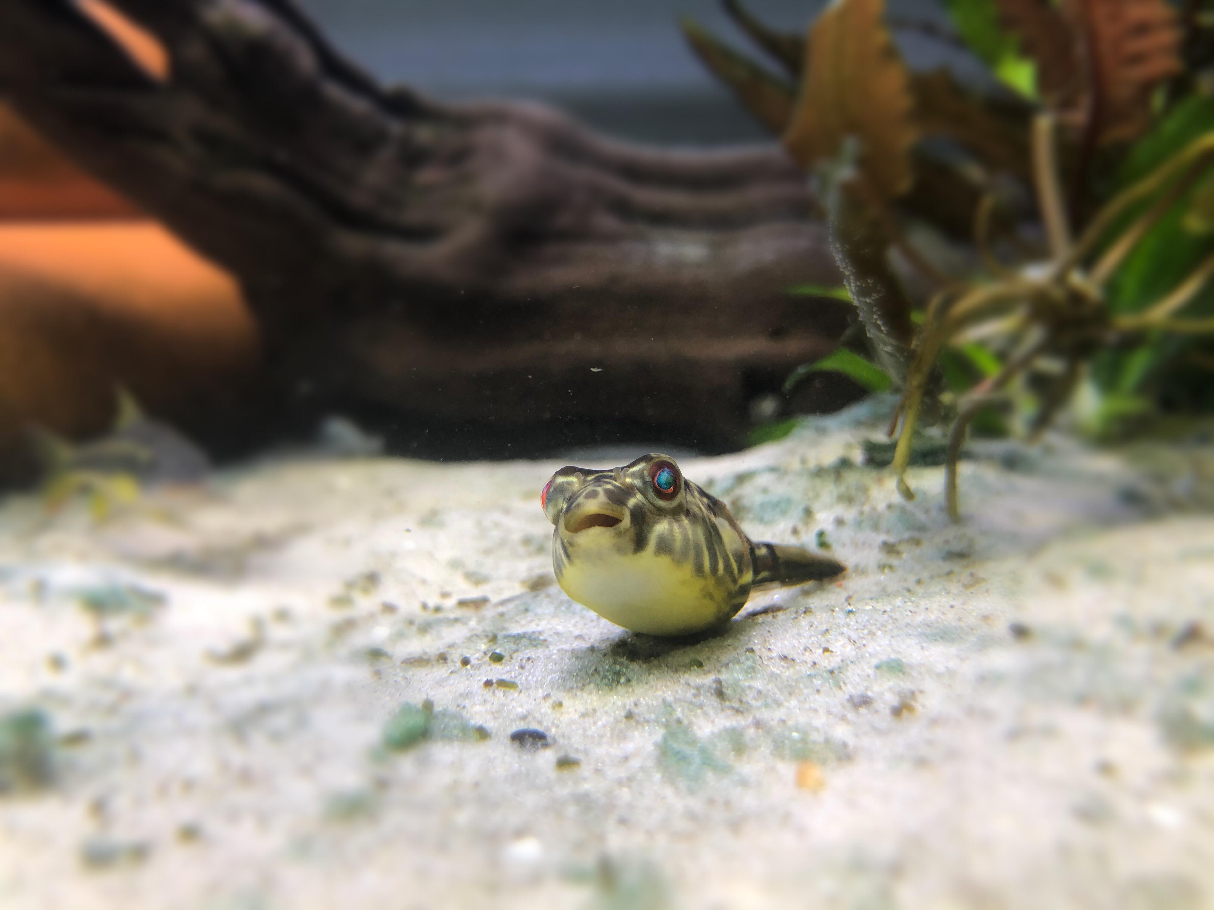 Jagabee, my fahaka puffer | Scrolller