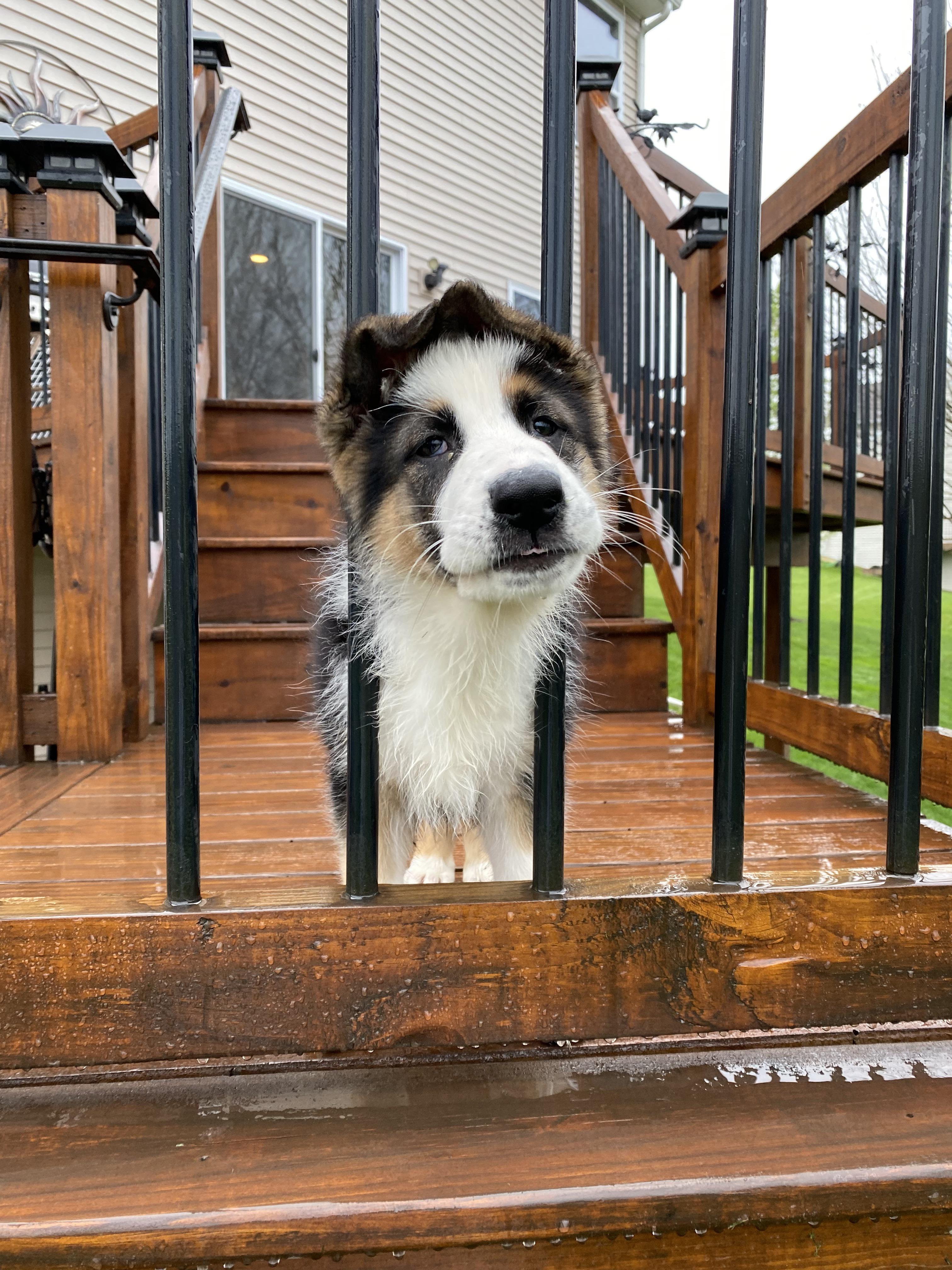 Jail bird | Scrolller