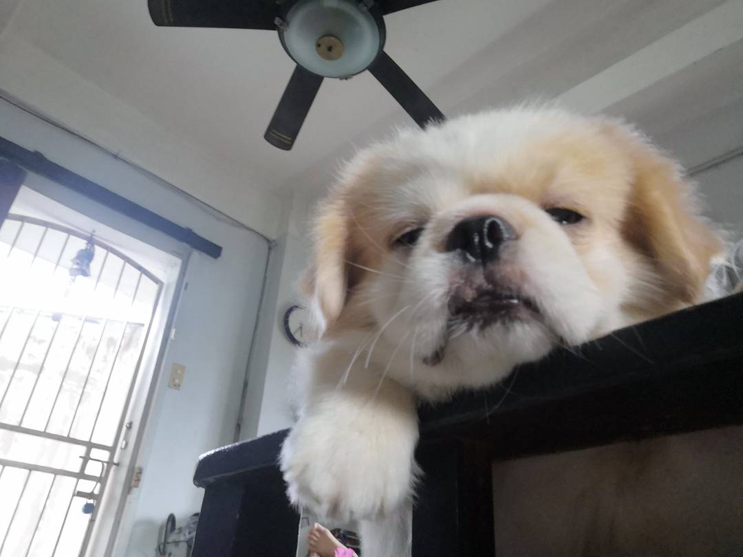 Jake's Hot Summer Day in front of the Cooler | Scrolller