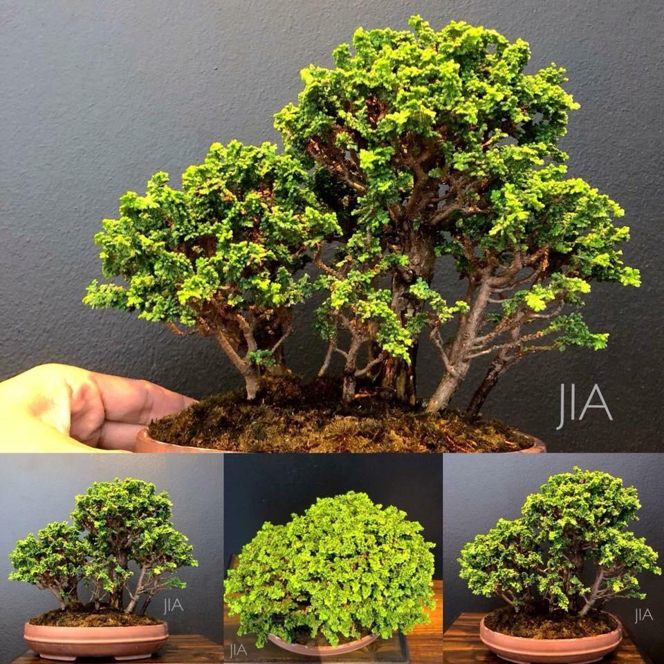 Japanese Sekka Hinoki Forest Bonsai | Scrolller