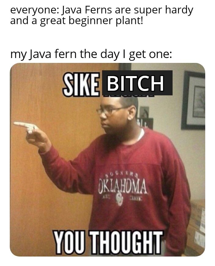 java ferns are weird | Scrolller