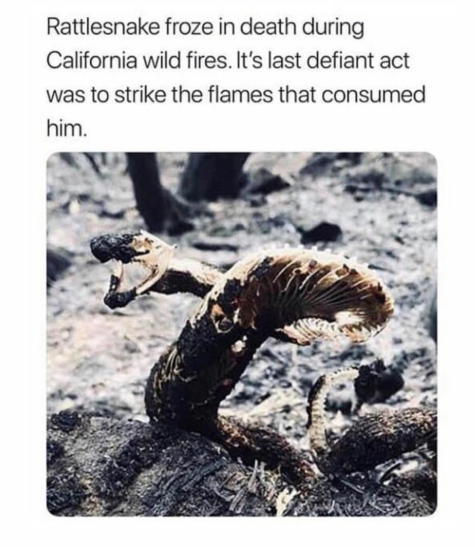 Jeez, that’s one tough snake | Scrolller