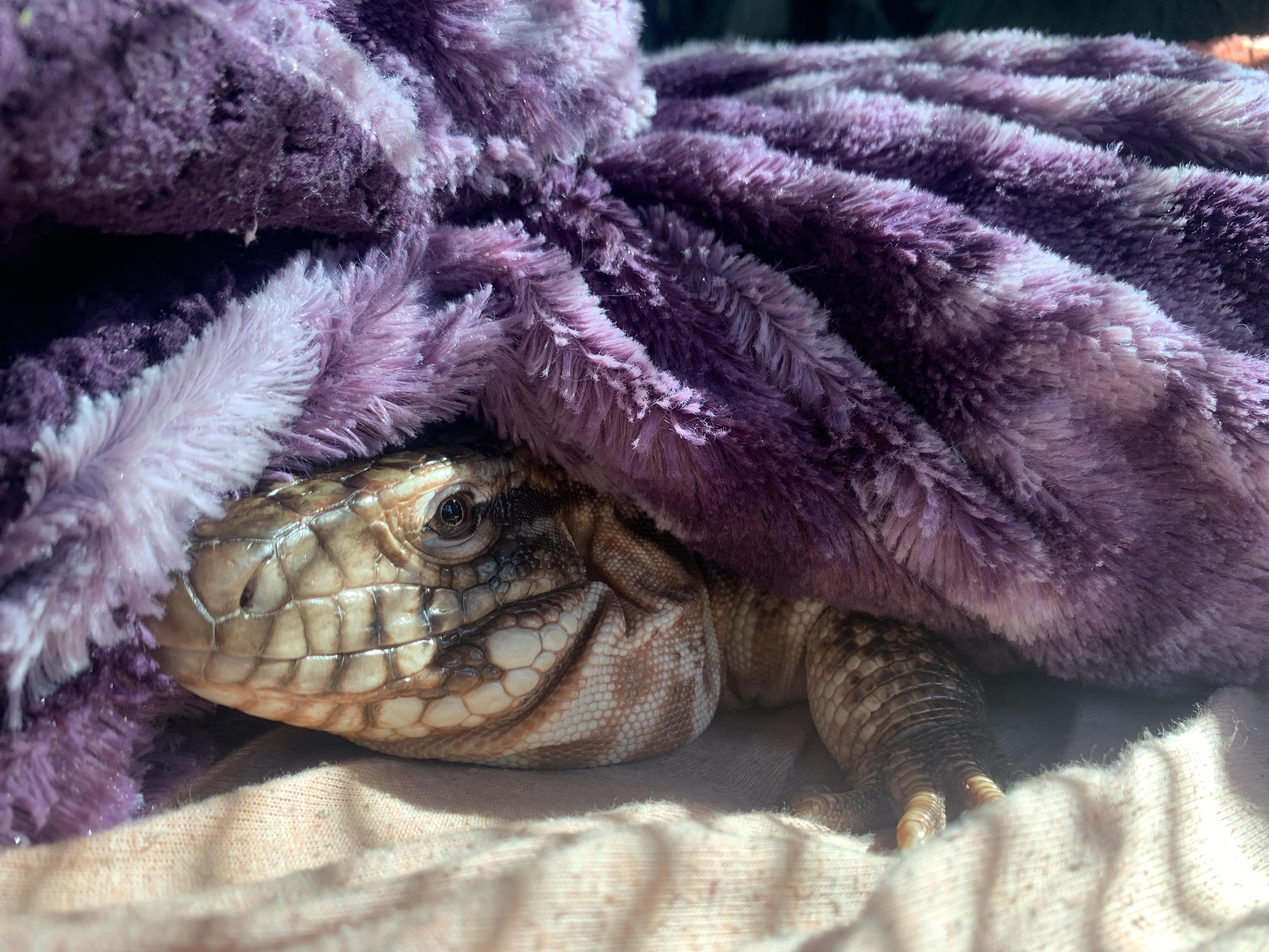 Jeff has been loving this quarantine, means he gets to spend his days in bed with his people ...