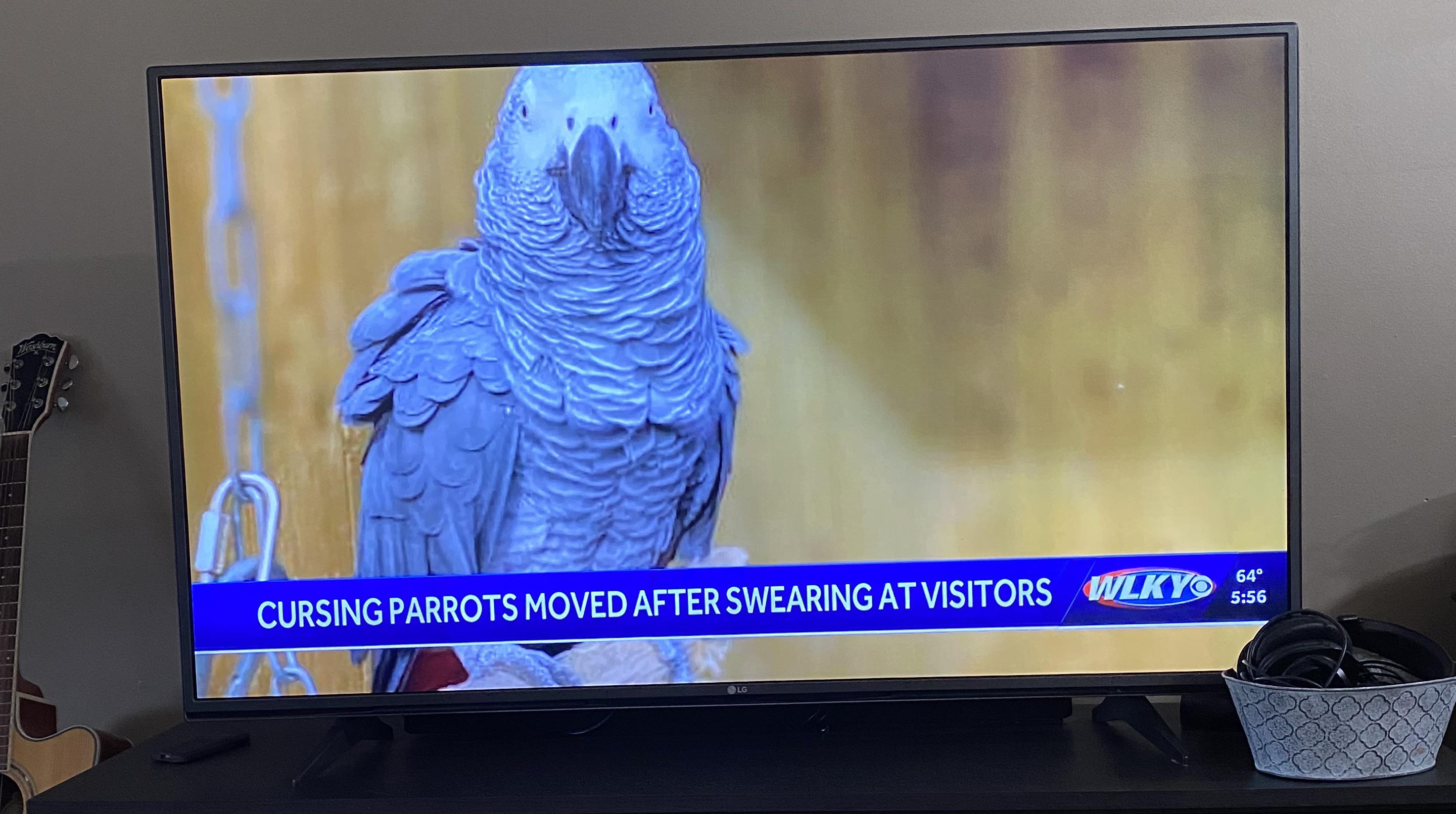 Jerk parrot at the zoo | Scrolller