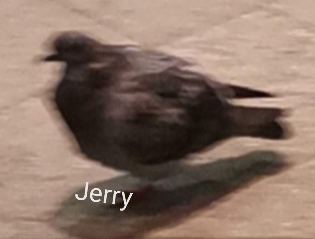 JERRY!!! | Scrolller
