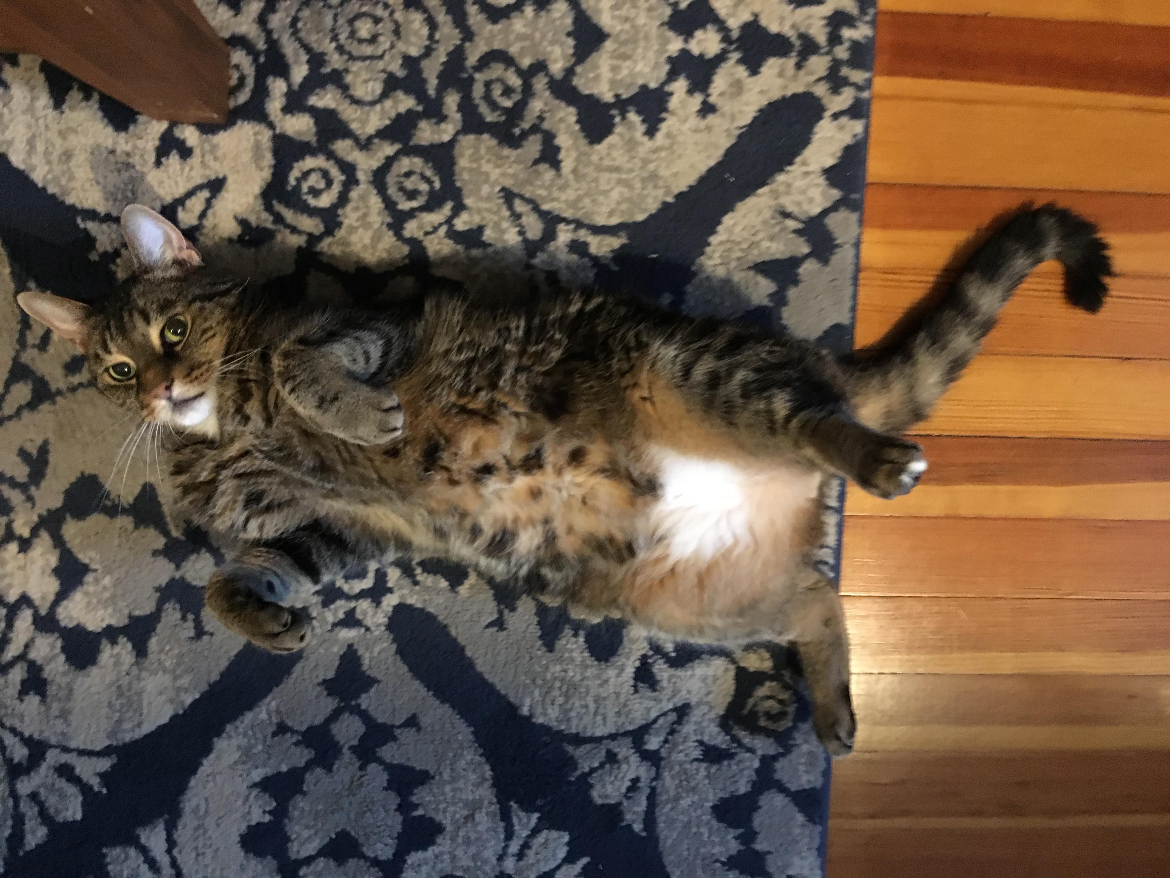 Joey belly with a bonus lucky white toe. | Scrolller