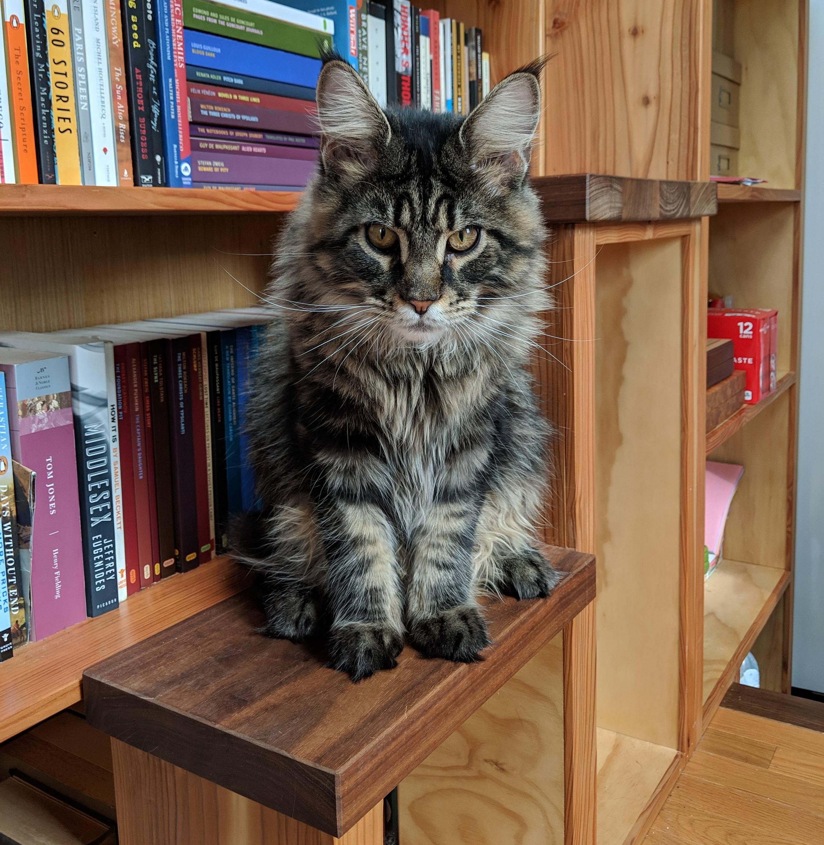 Judge Andy Taylor presiding | Scrolller