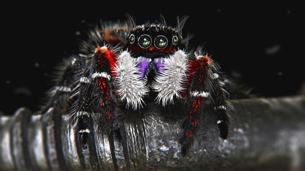 Jumping Spider - Blender Cycles | Scrolller