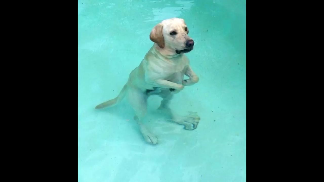 Jurassic Bark | Scrolller