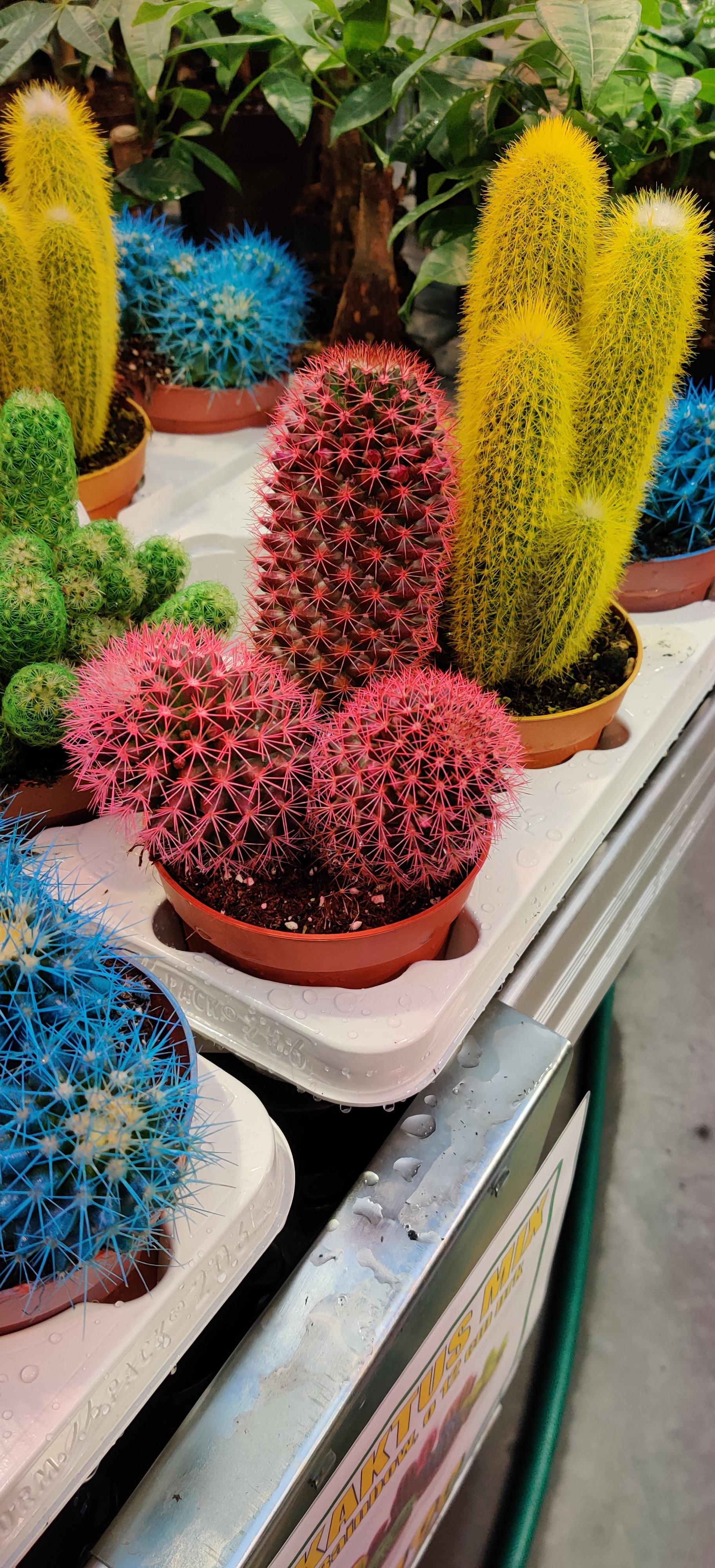 Just a cactus | Scrolller