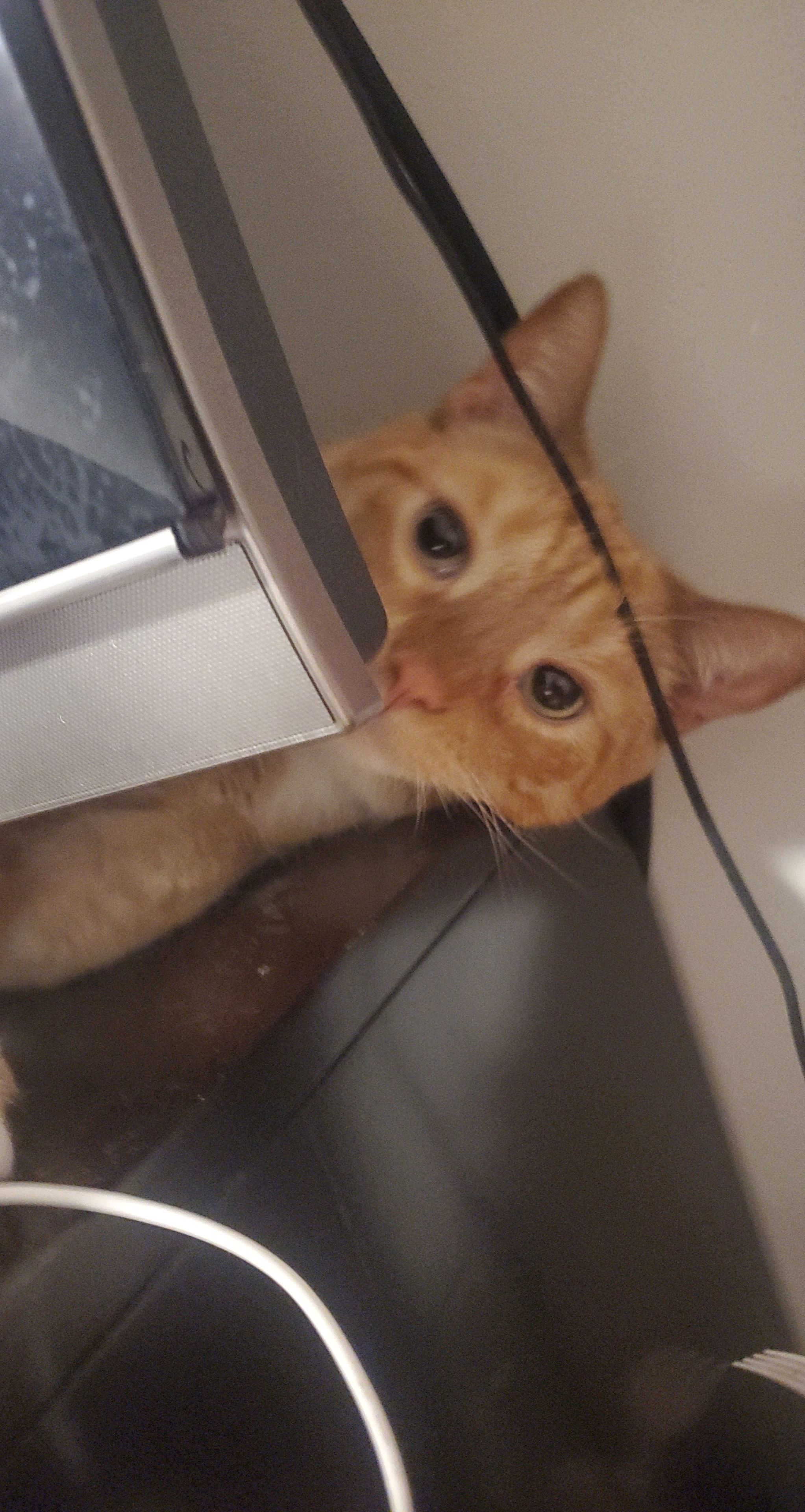 Just A Fat Ginger Tangled In Wires Stuck Behind The 📺 Scrolller