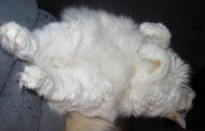 Just a floofy winter cloud. | Scrolller