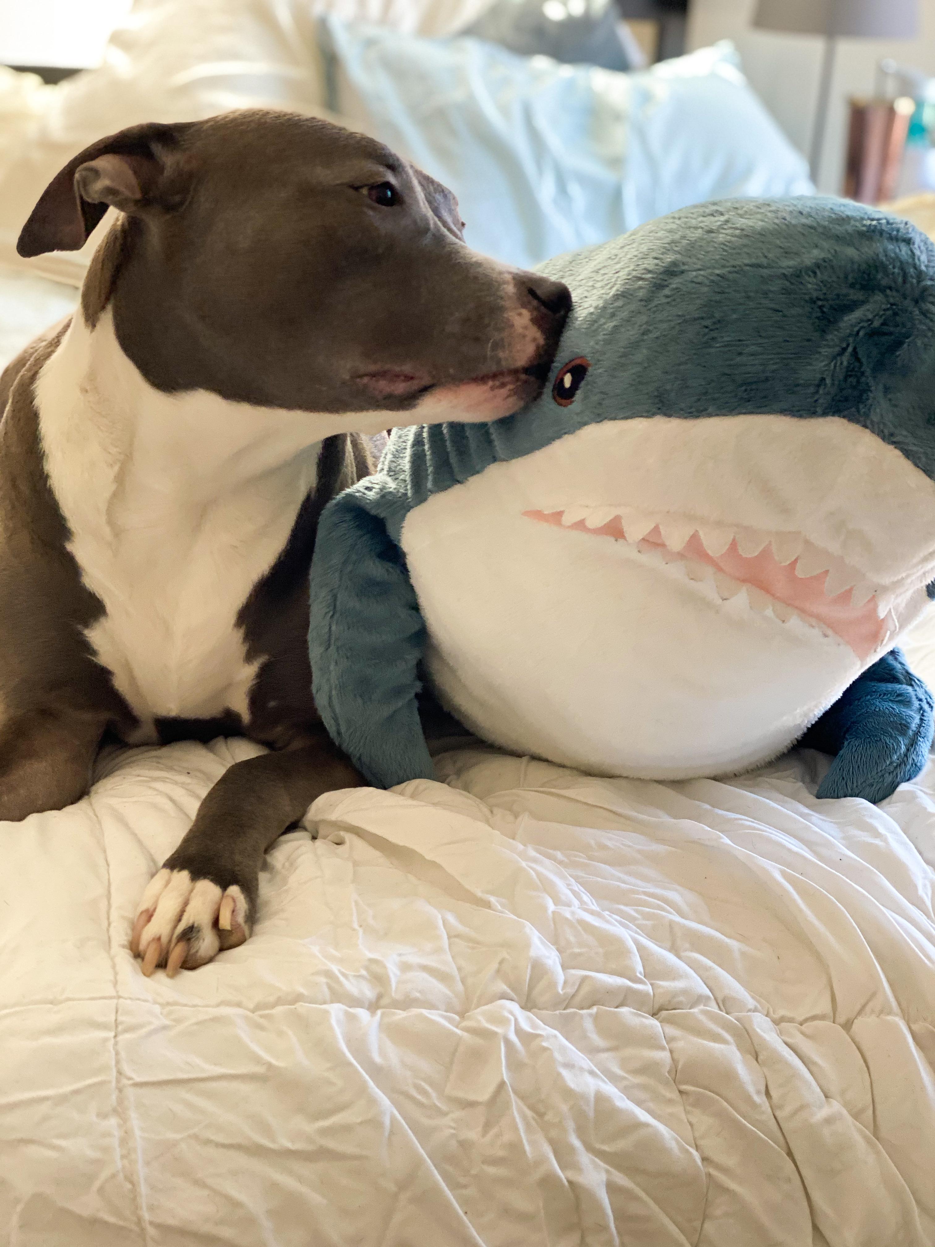 Just a girl and her ikea shark that’s as big as she is 🥰 | Scrolller