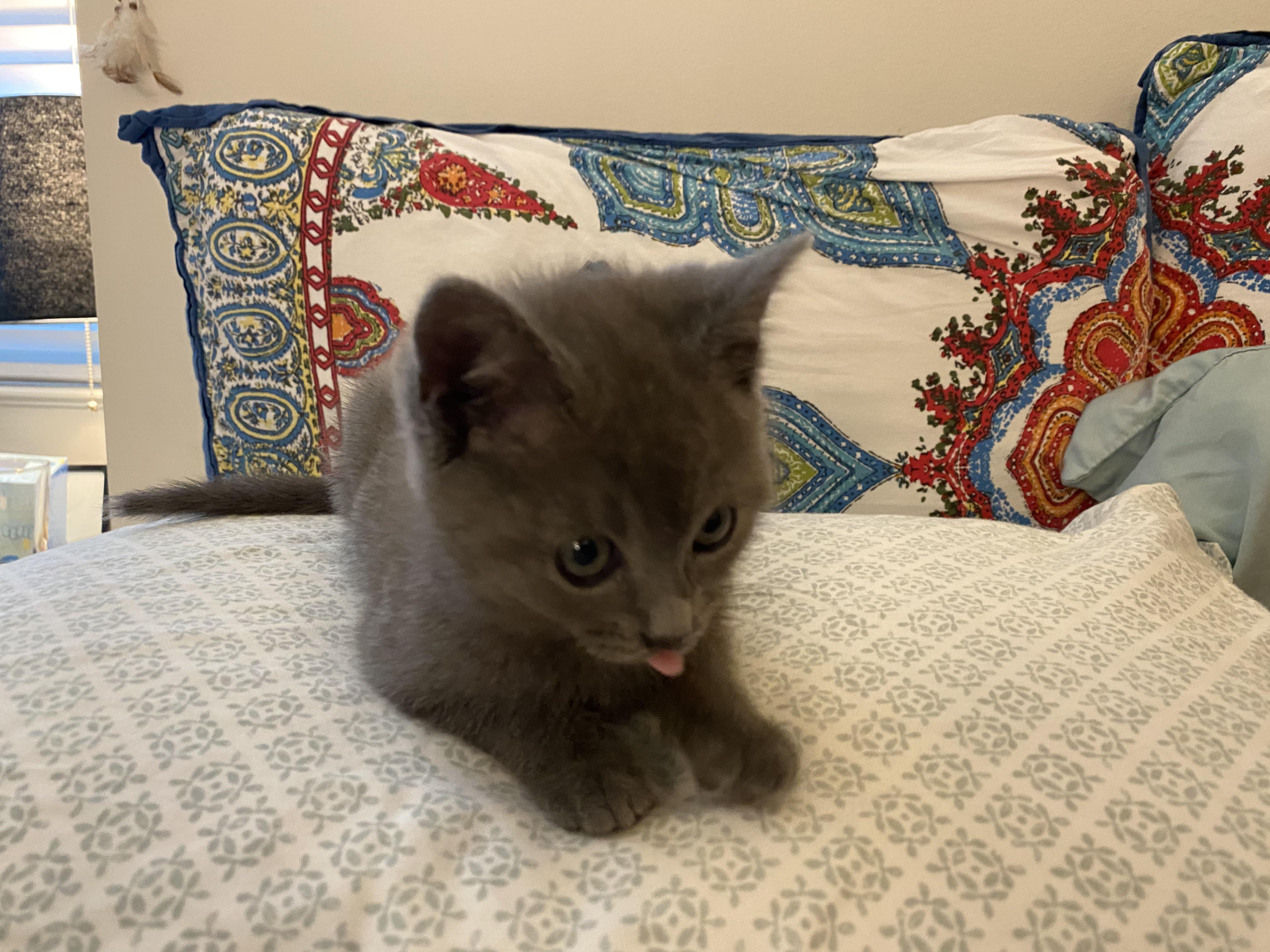 just a little blep | Scrolller