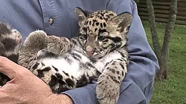 Just a sleepy Clouded Leopard cub | Scrolller