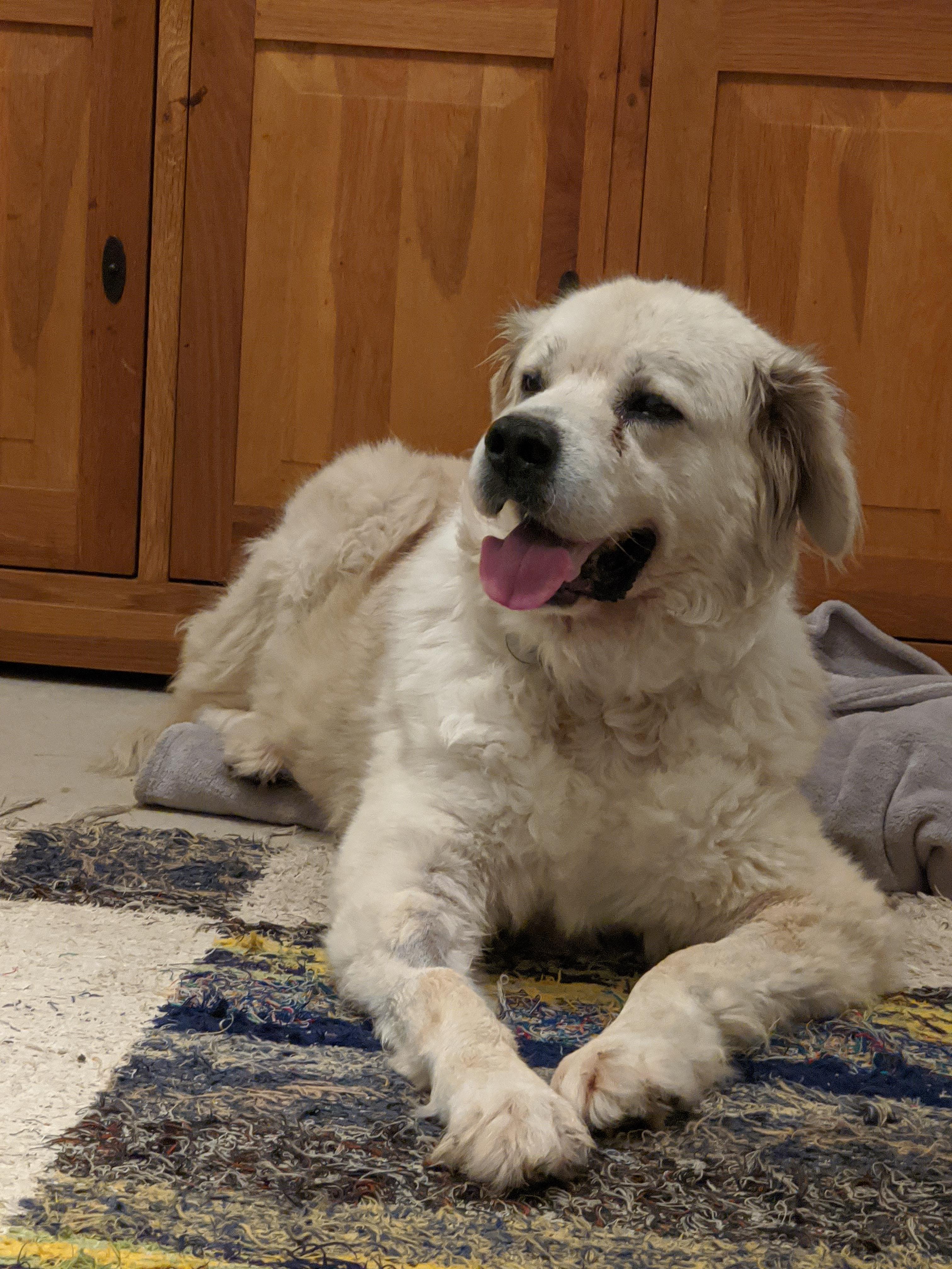 Just adopted! | Scrolller