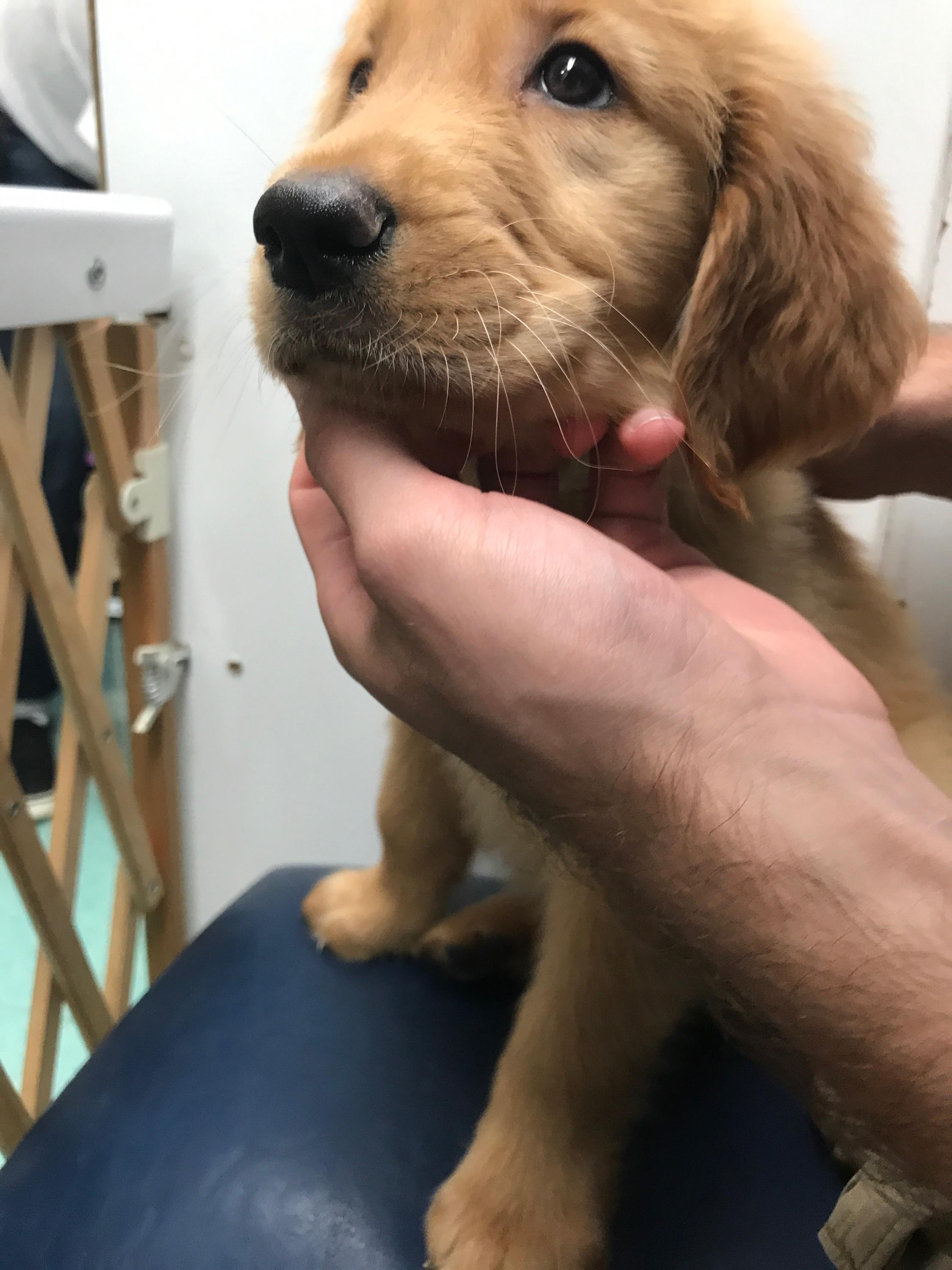 Just Adopted This Beautiful Girl! | Scrolller