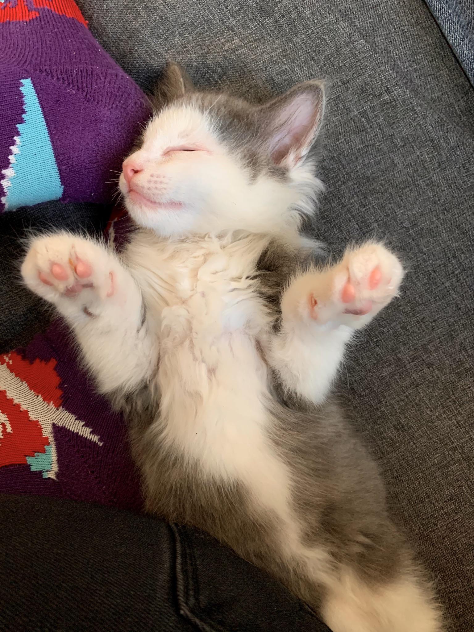 Just adopted this little nugget