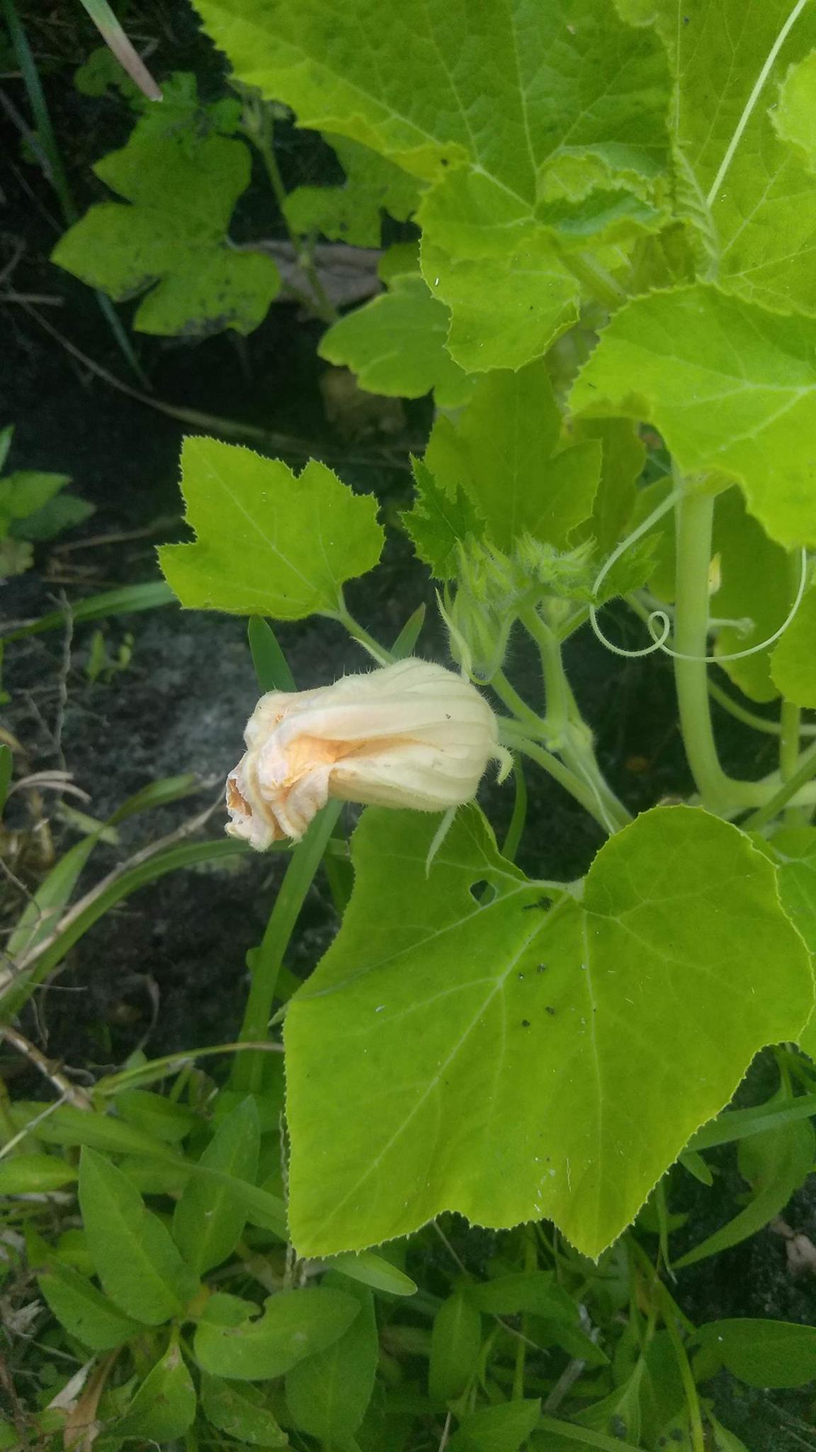 Just budding in South Florida | Scrolller