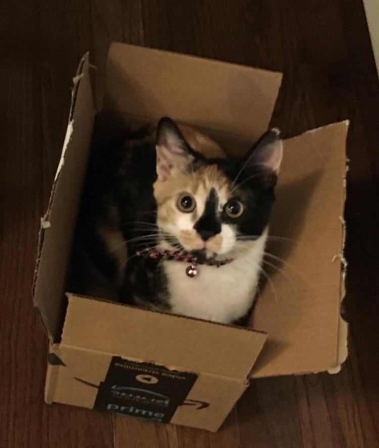 Just captured a young Mabel. | Scrolller