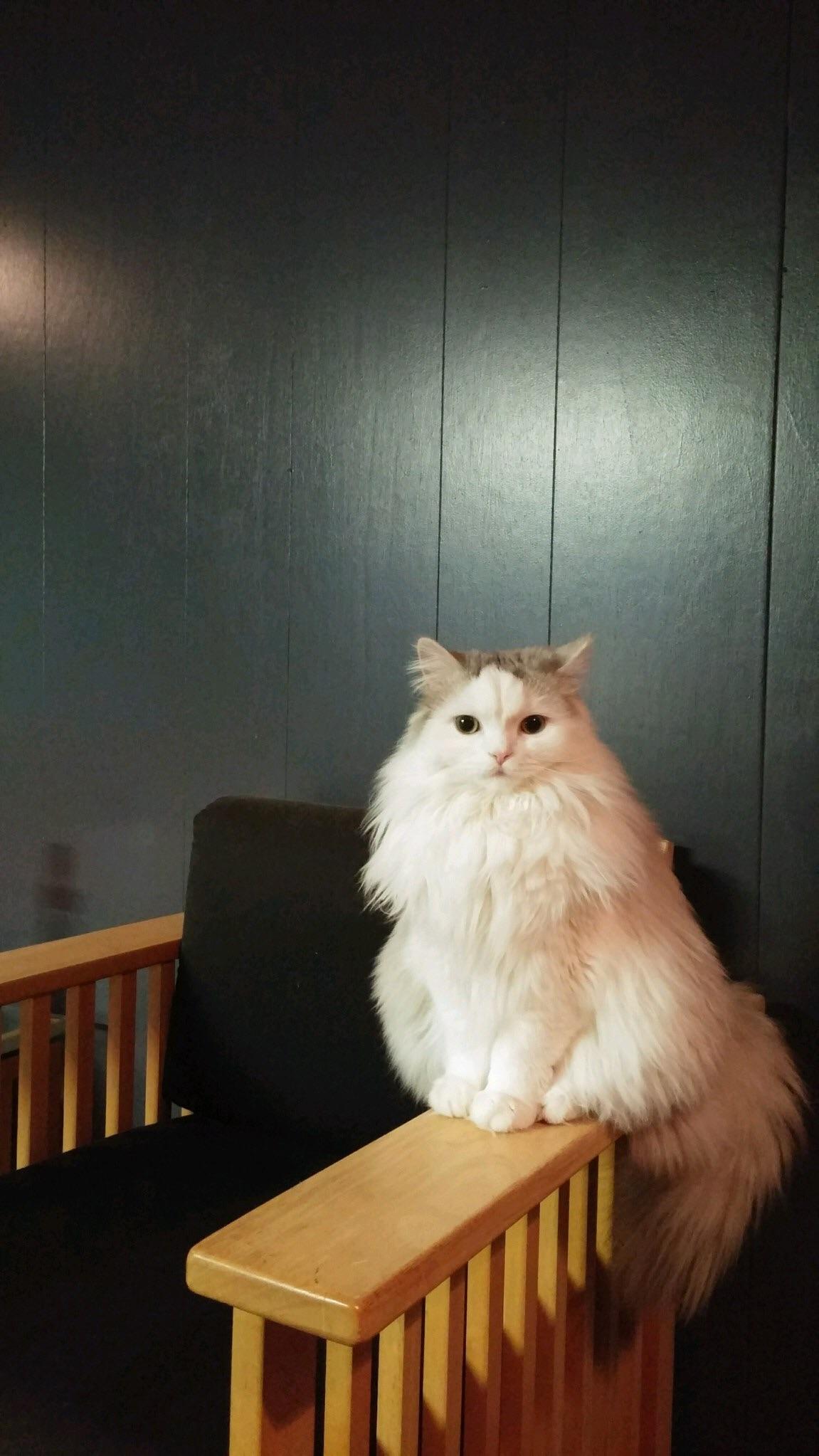 Just discovered r/floof, think it's a good home for Cornelius. | Scrolller