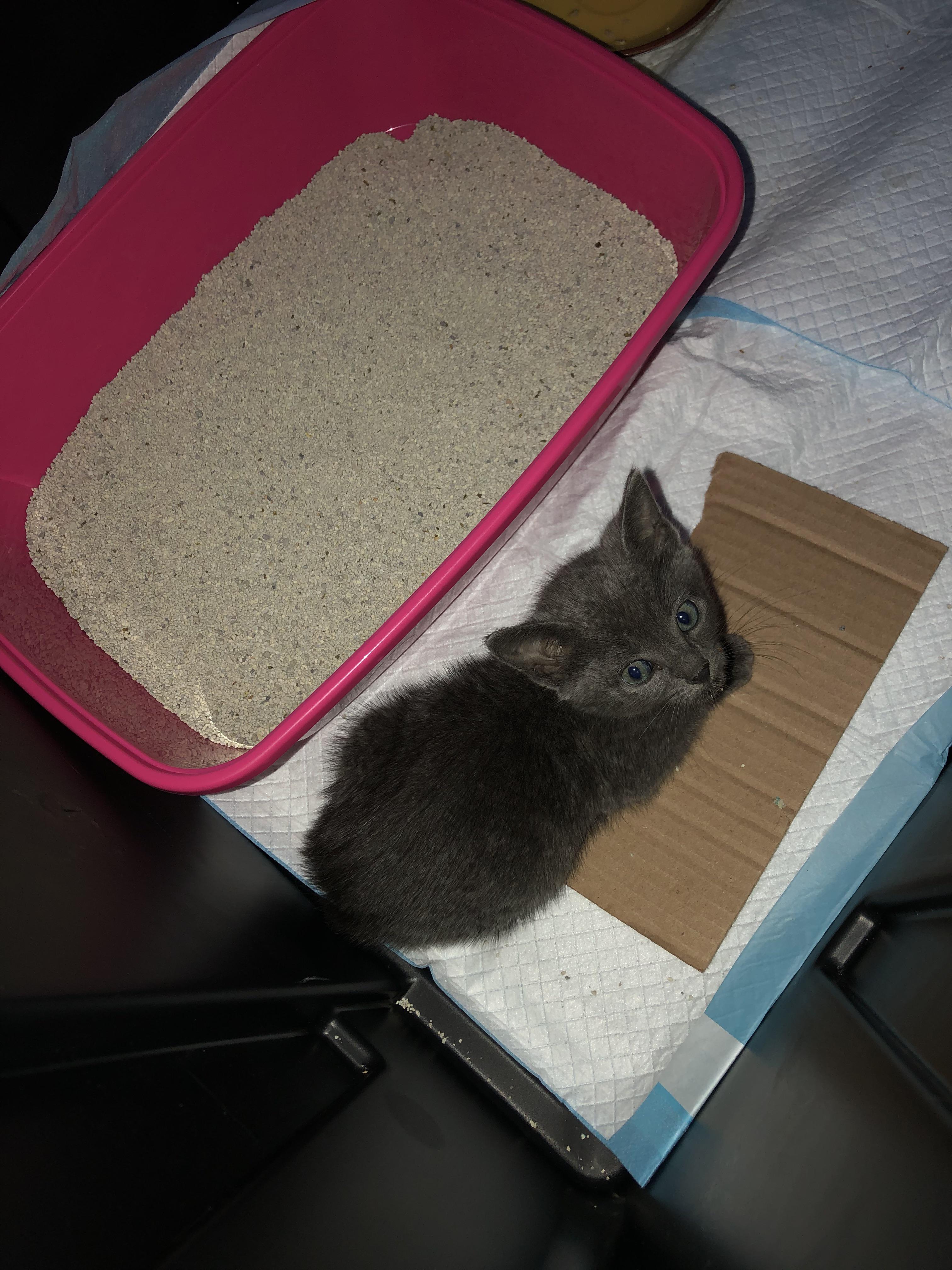 just got this tiny boy | Scrolller