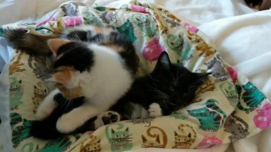 JUST LET ME SLEEP | Scrolller