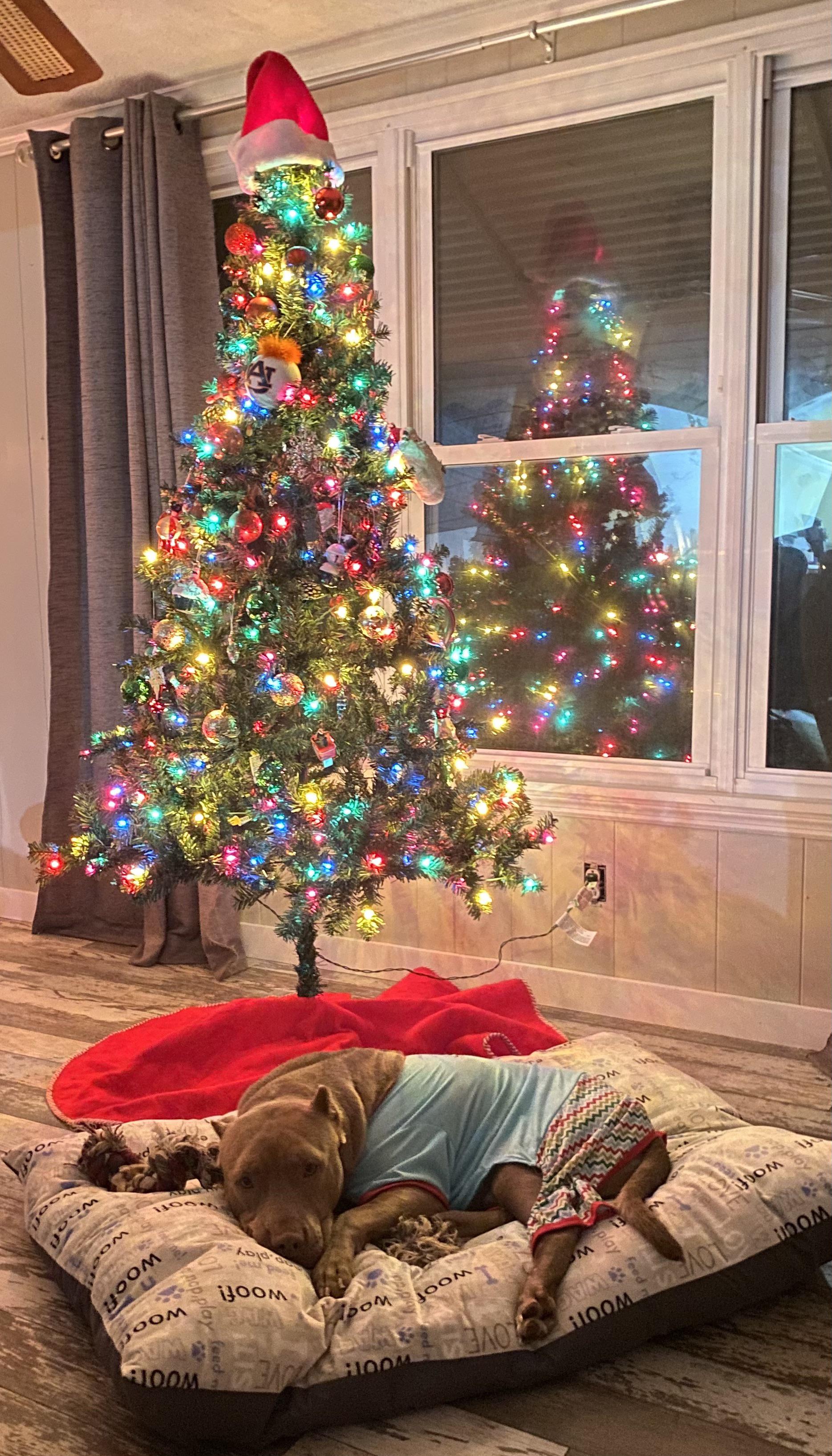 Just modeling new Christmas PJs | Scrolller