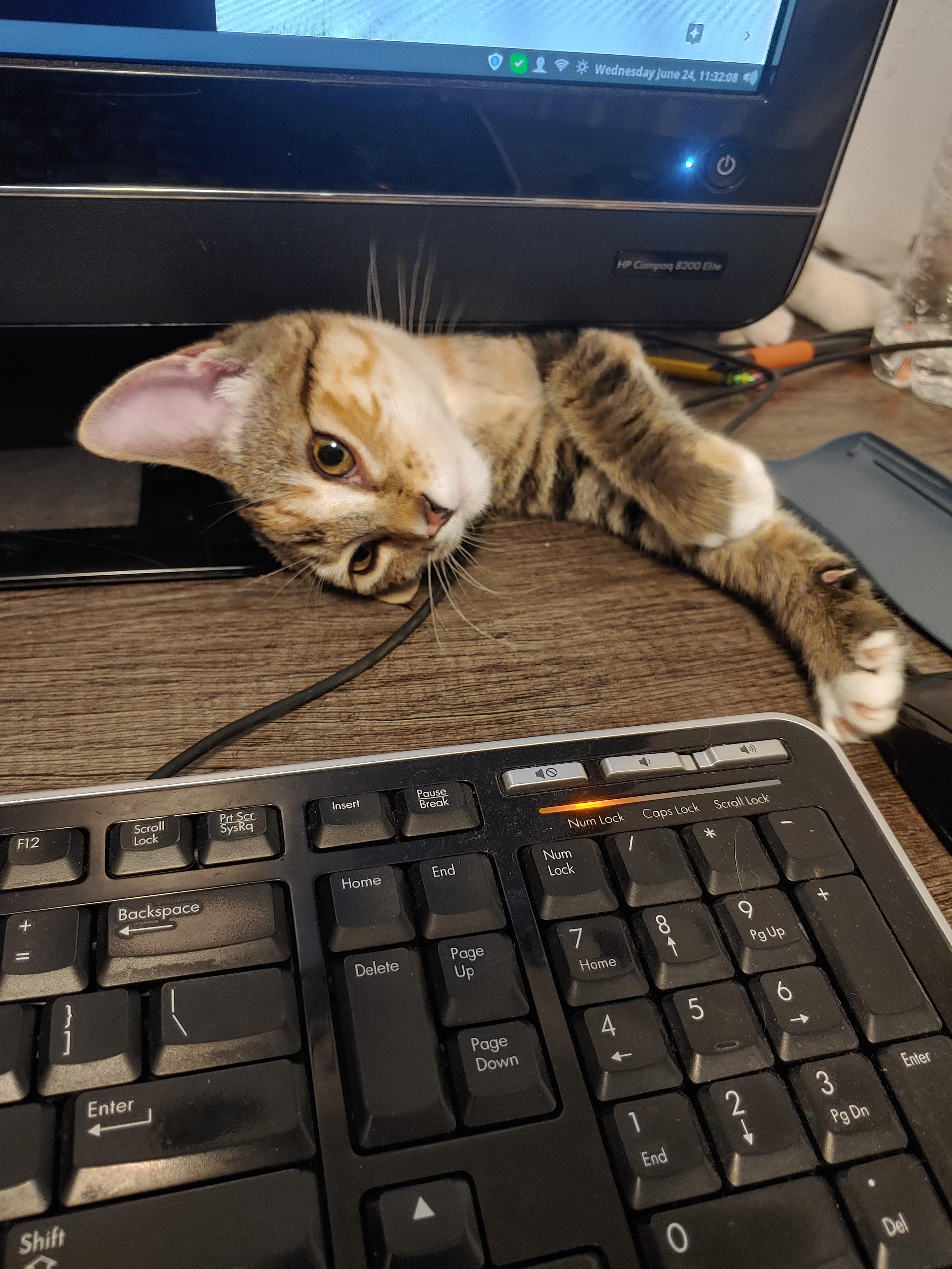 Just my cat chilling under my moniter XD | Scrolller