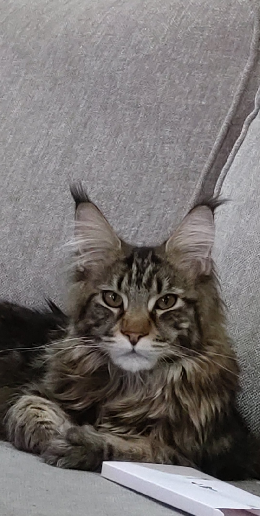 Just my cat judging me | Scrolller