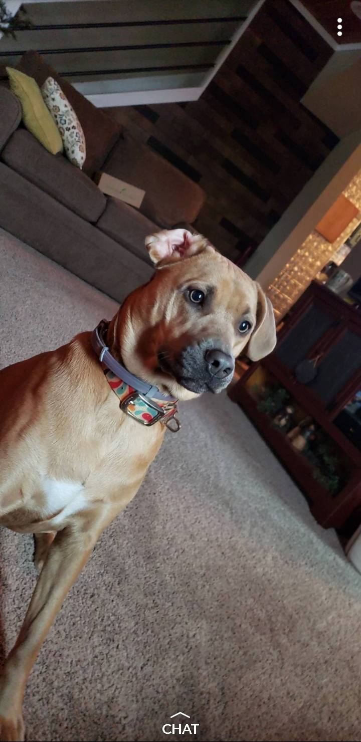 Just now realised it's my cakeday, take this picture of the family hound | Scrolller