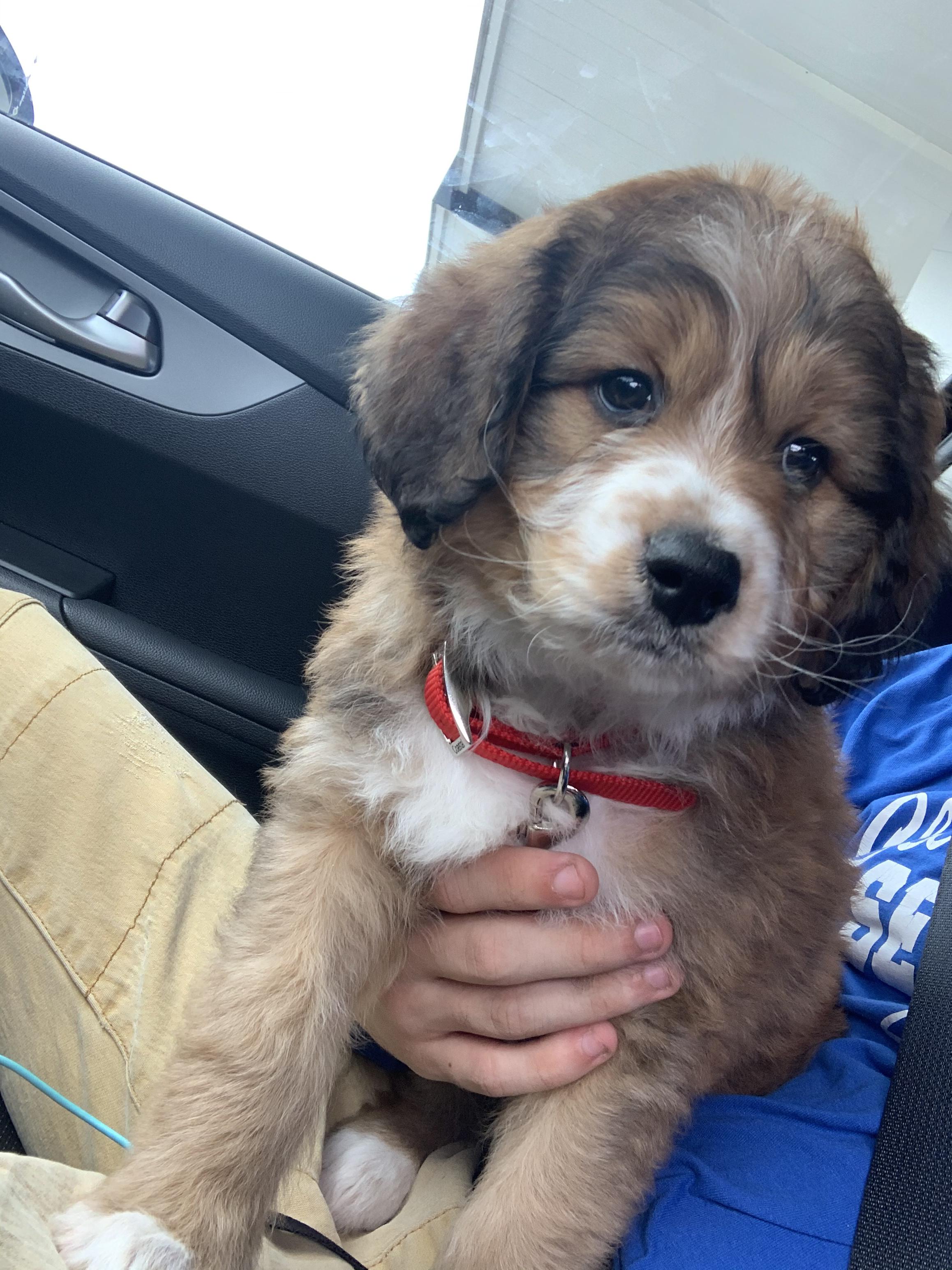 Just picked up my male aussiedoodle today. Gunther | Scrolller