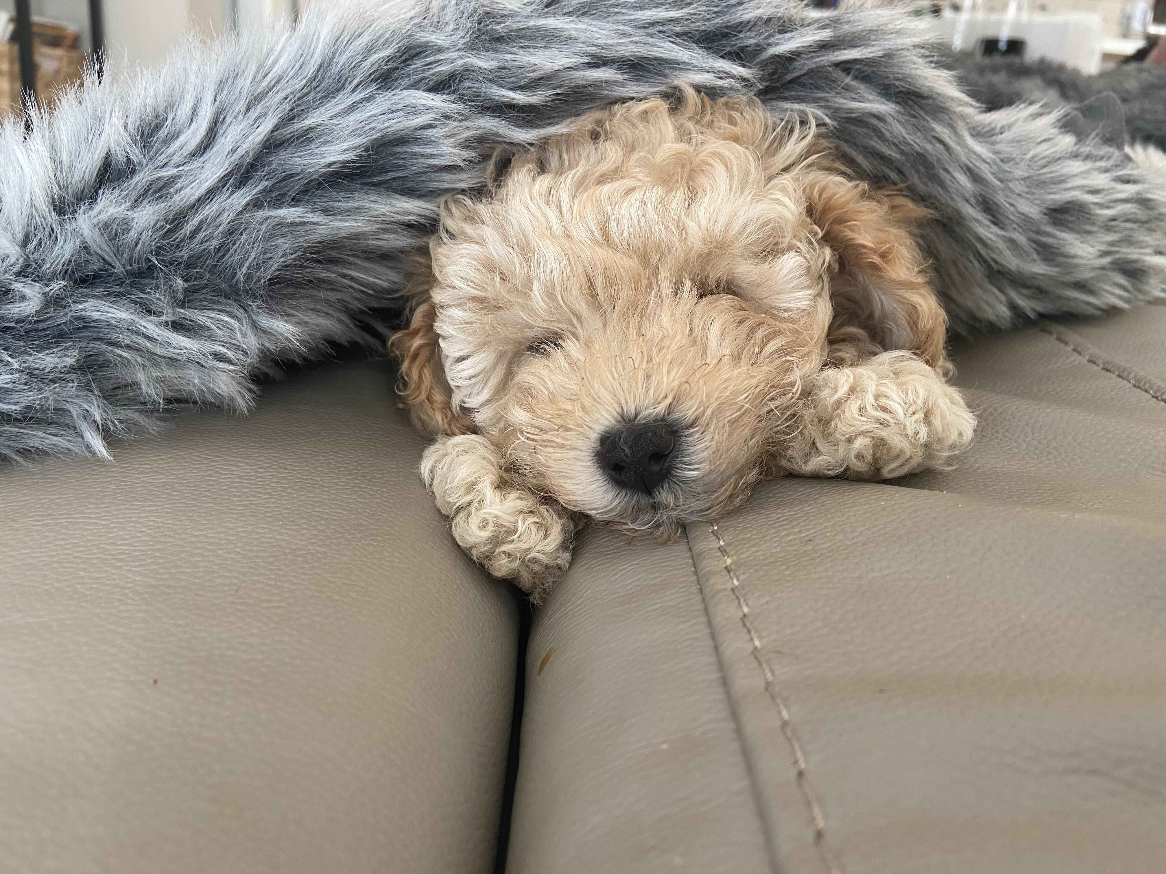 Just picked up our first Cockapoo pup. He’s settled in and tired ...
