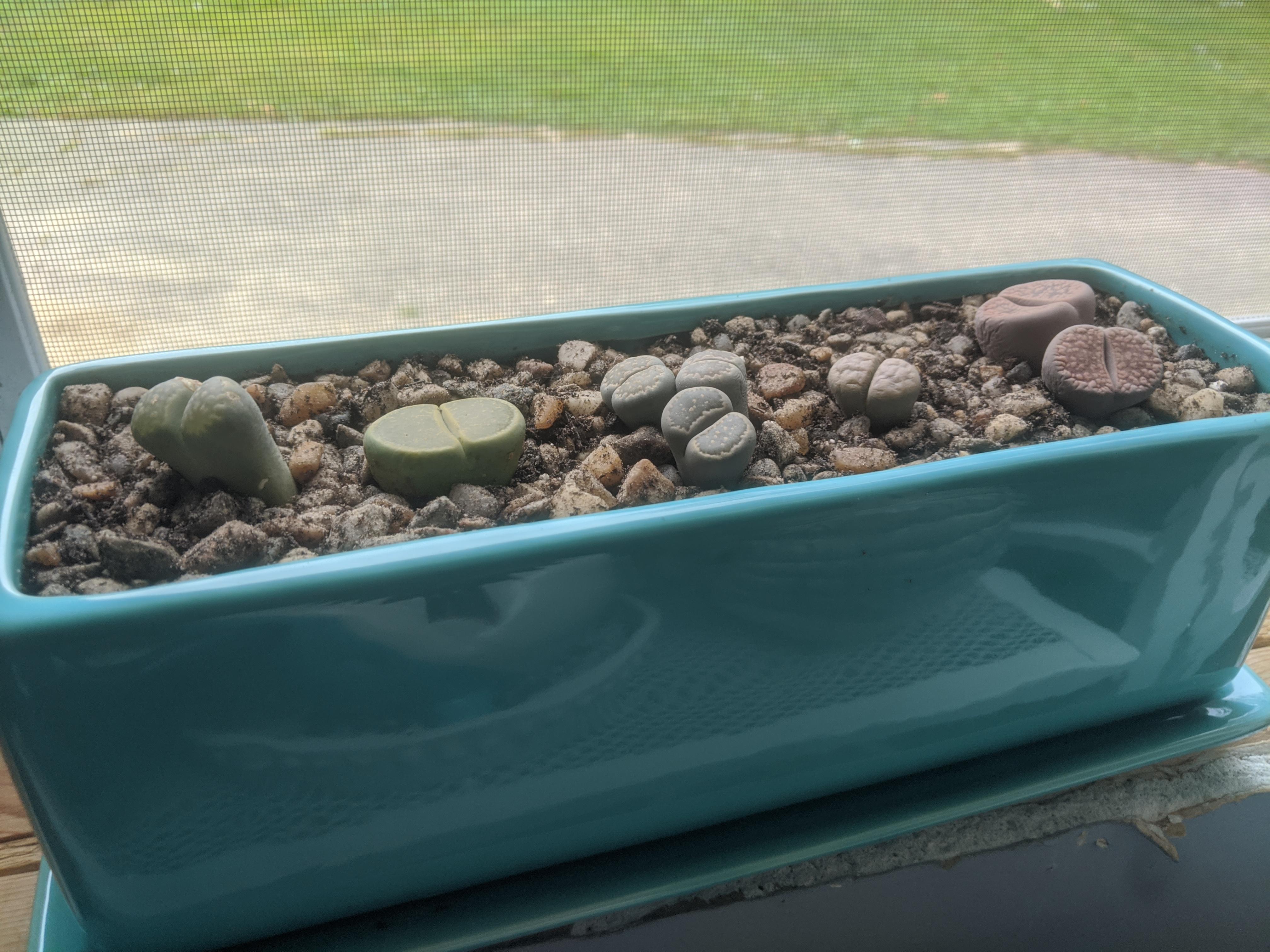 Just potted my new butts..wish me luck! | Scrolller