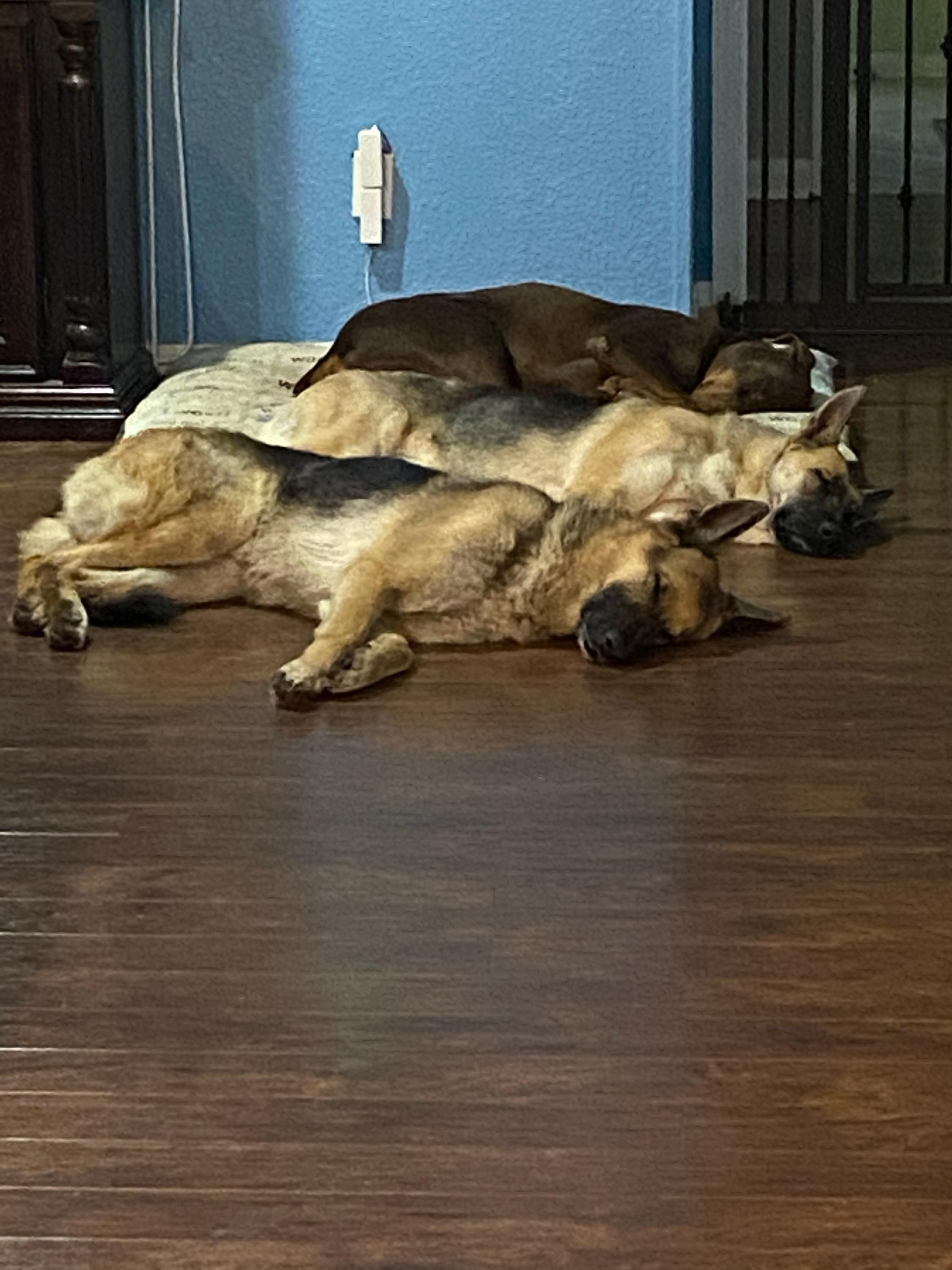 Just sharing my pups | Scrolller