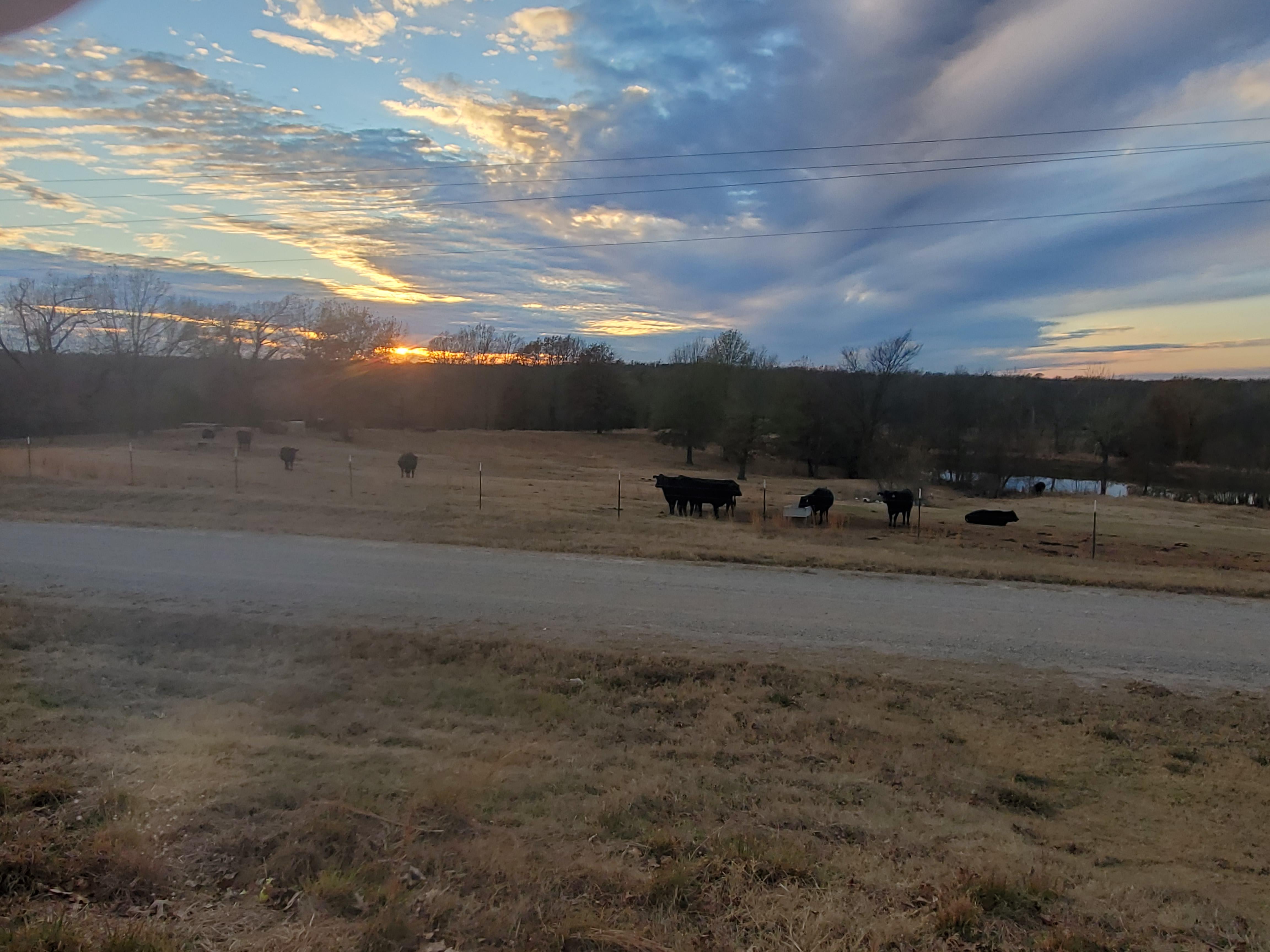 Just some cows and an Oklahoma sunset. | Scrolller