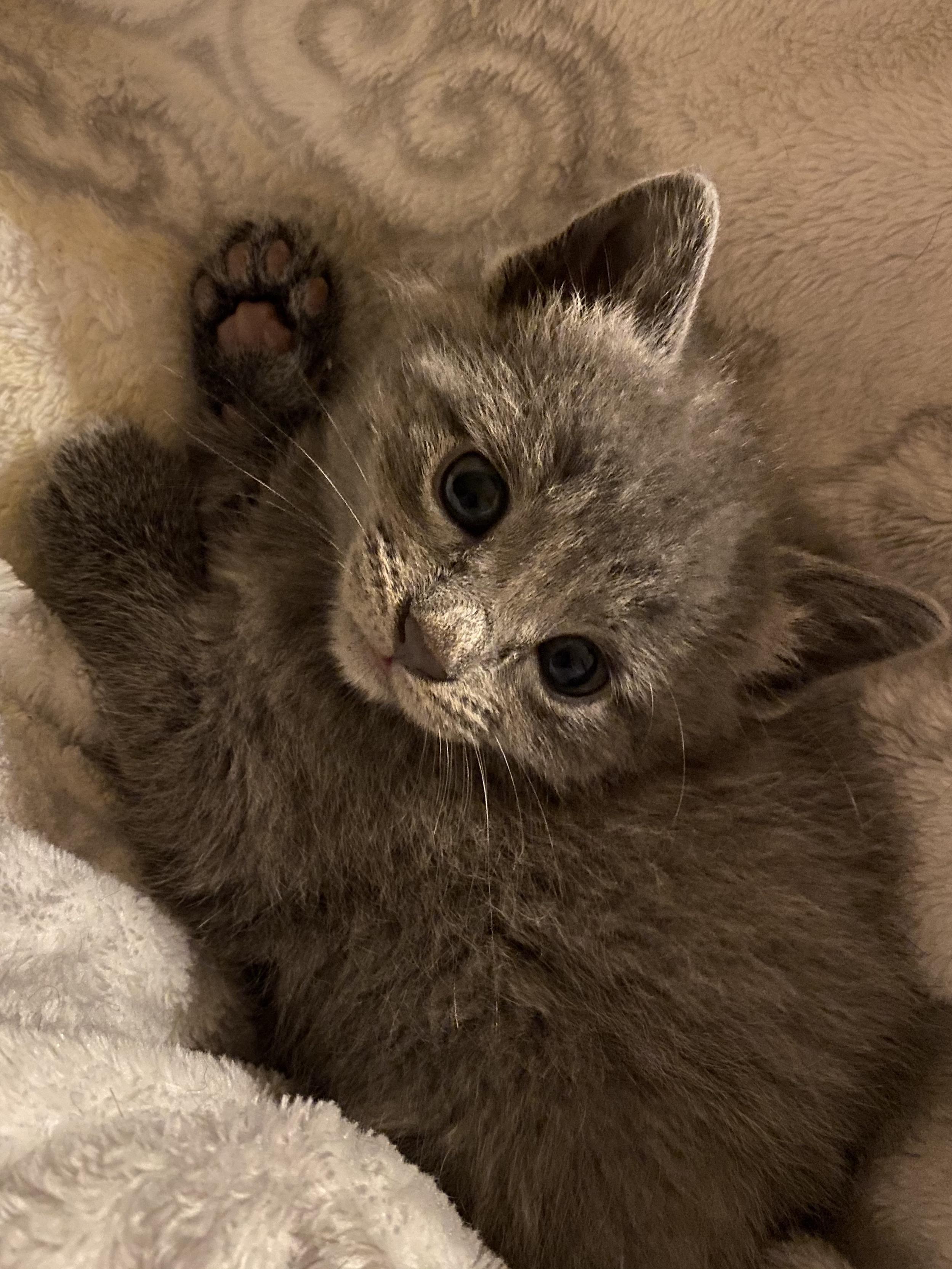 Just some tiny beans sayin’ hi. | Scrolller