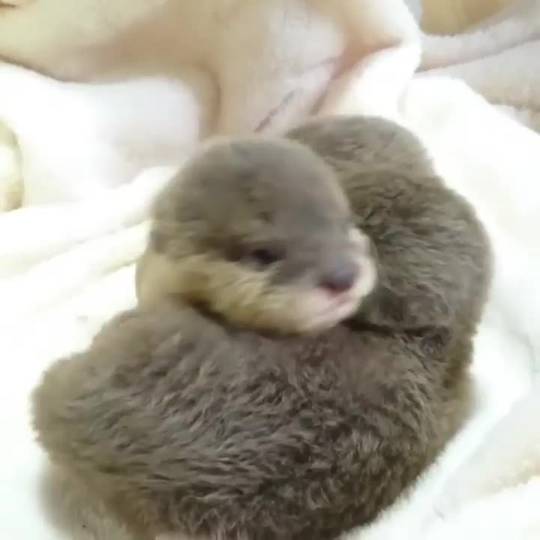 Just two adorable Otter puppies | Scrolller