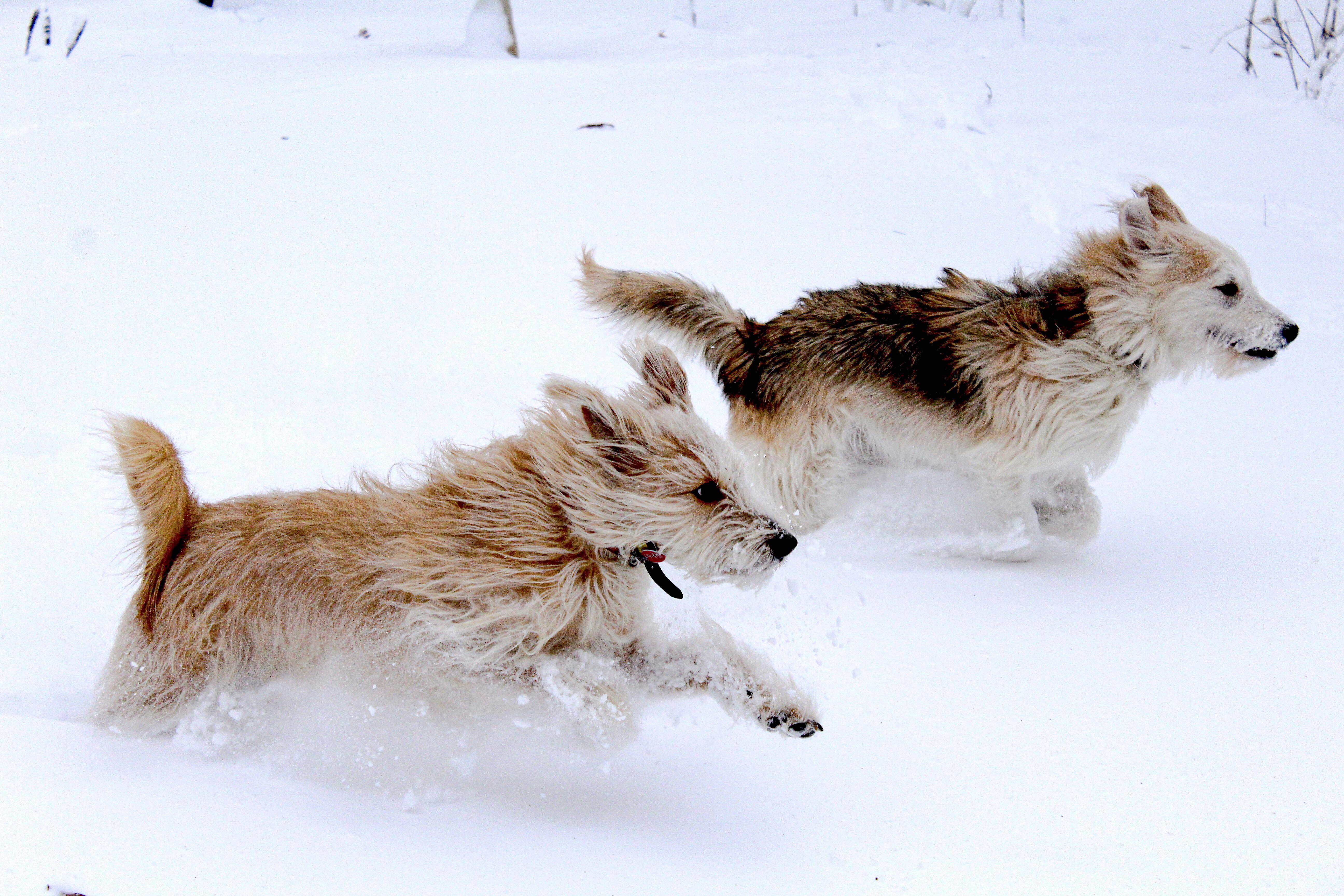 Just two dogs enjoying the snow | Scrolller