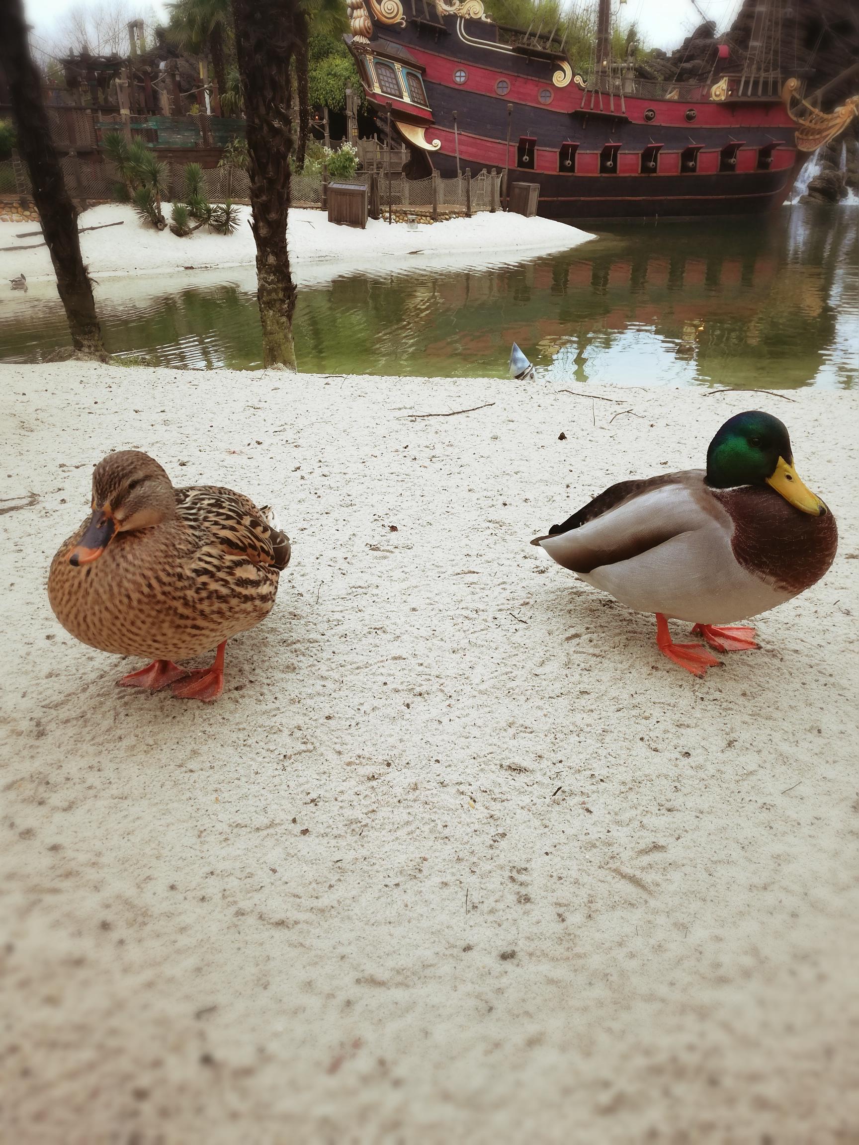 Just two Ducks chilling at Disneyland Paris | Scrolller