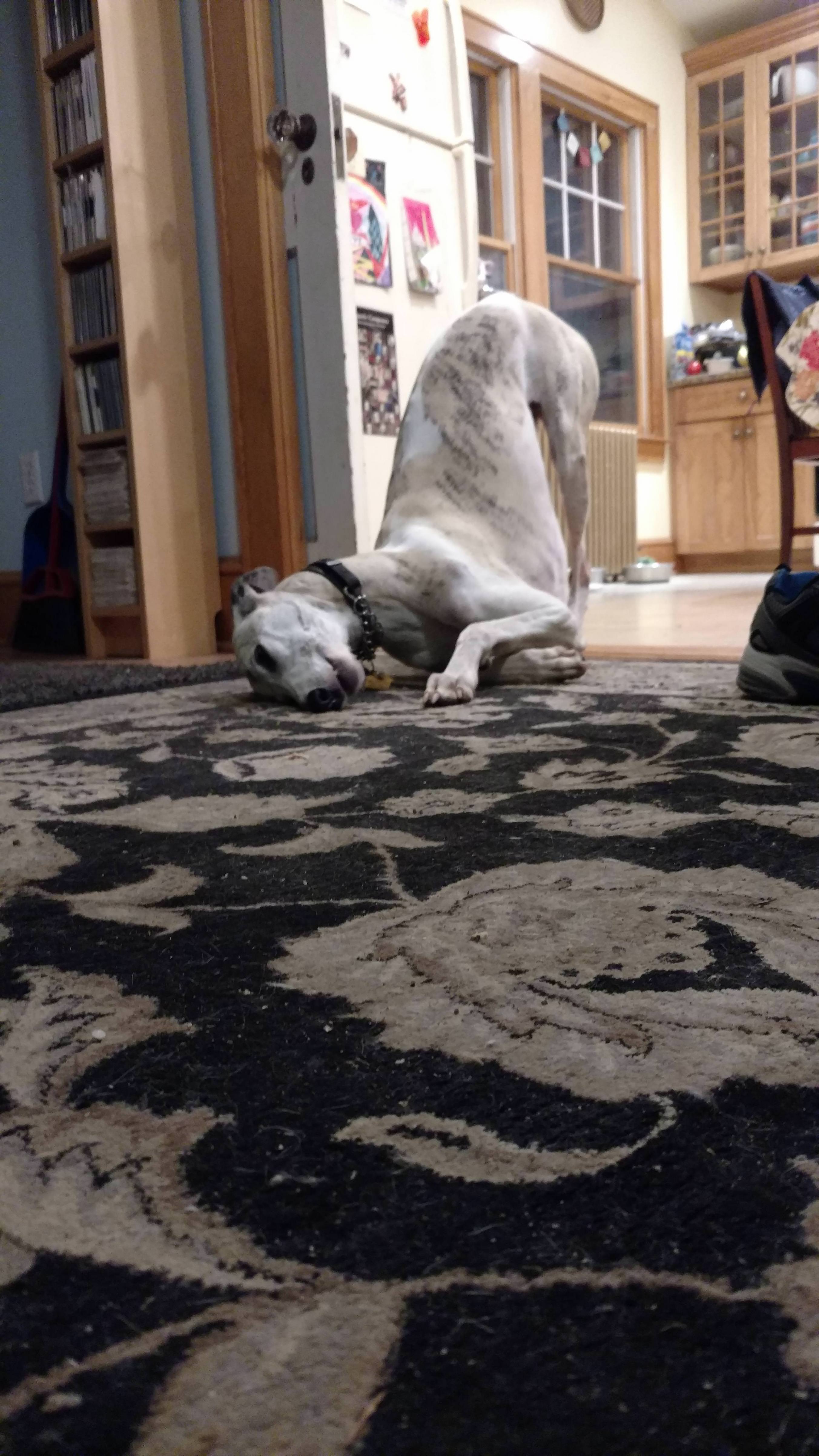 Just Whippet things | Scrolller