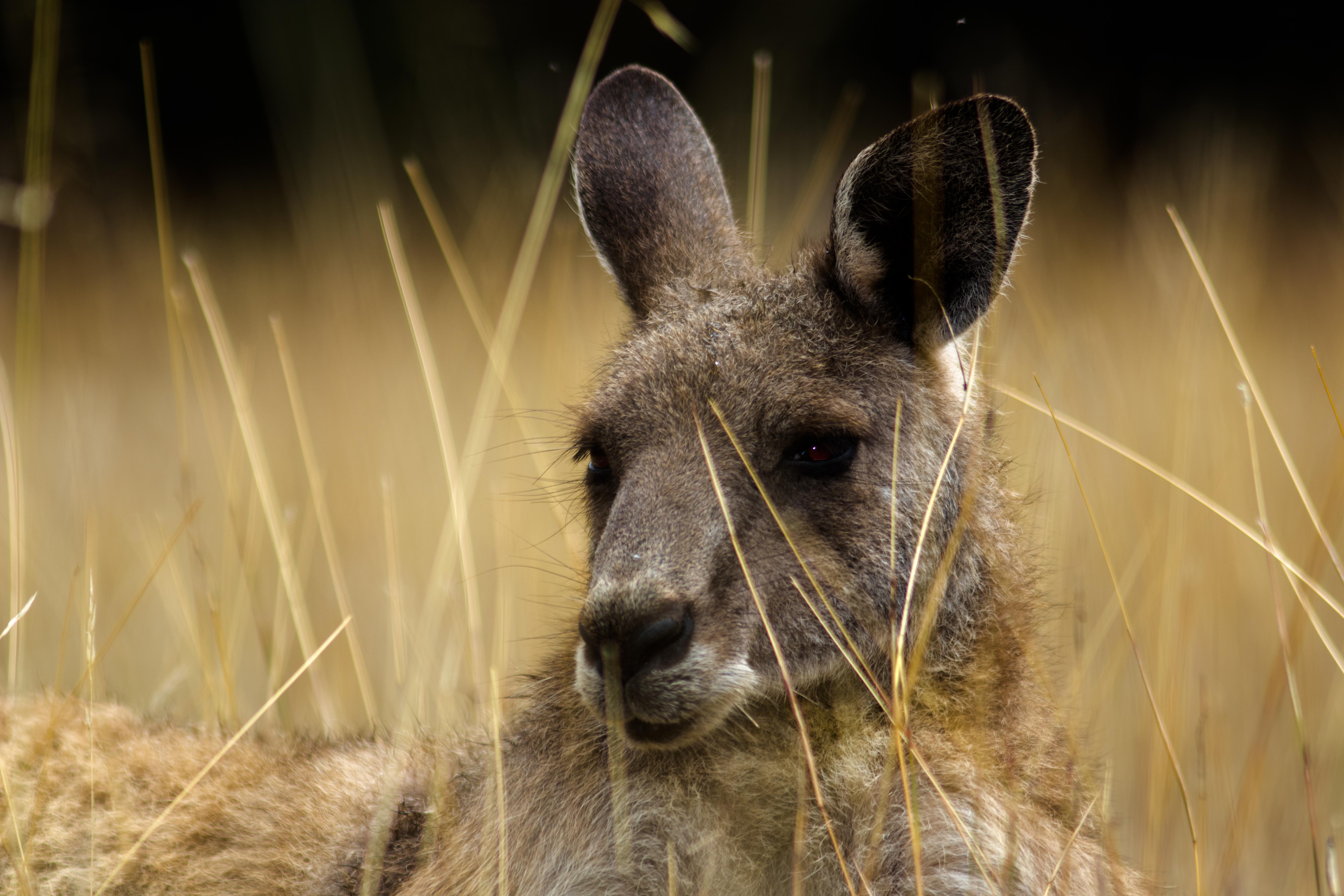Kangaroo relaxing | Scrolller