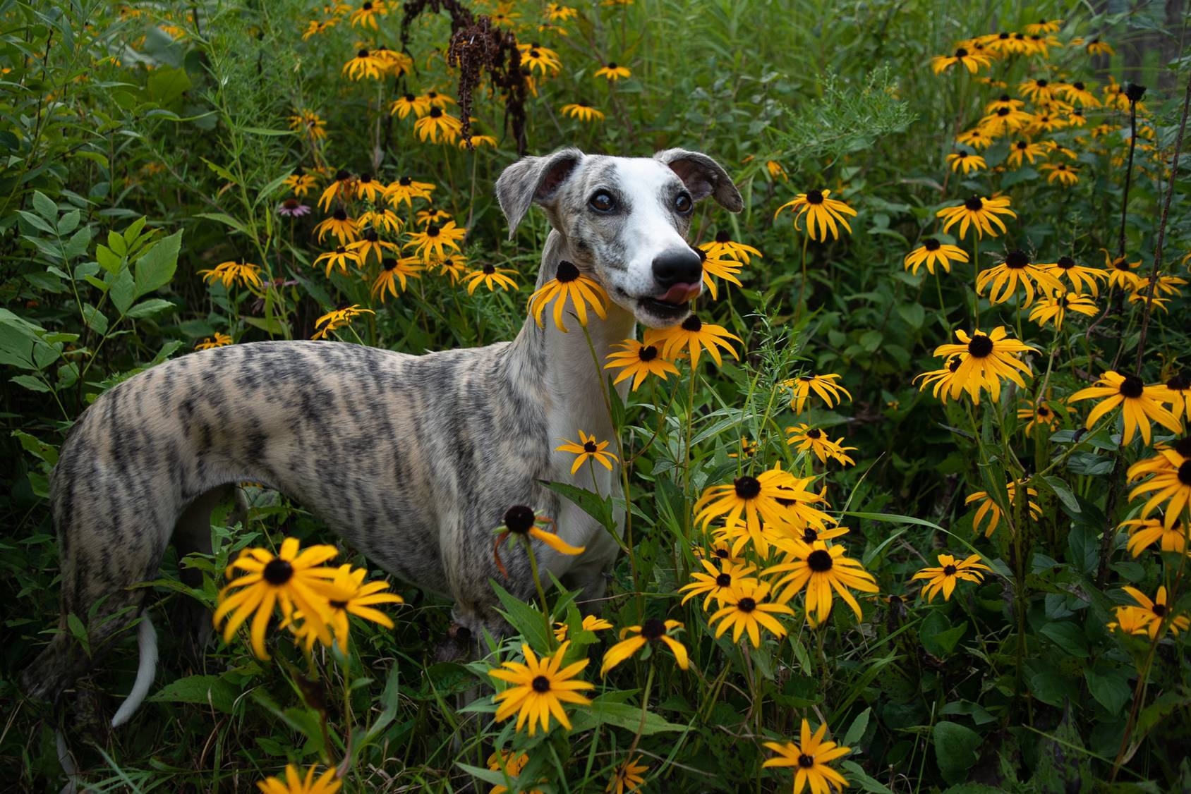 Katie checking out the black-eyed susans | Scrolller