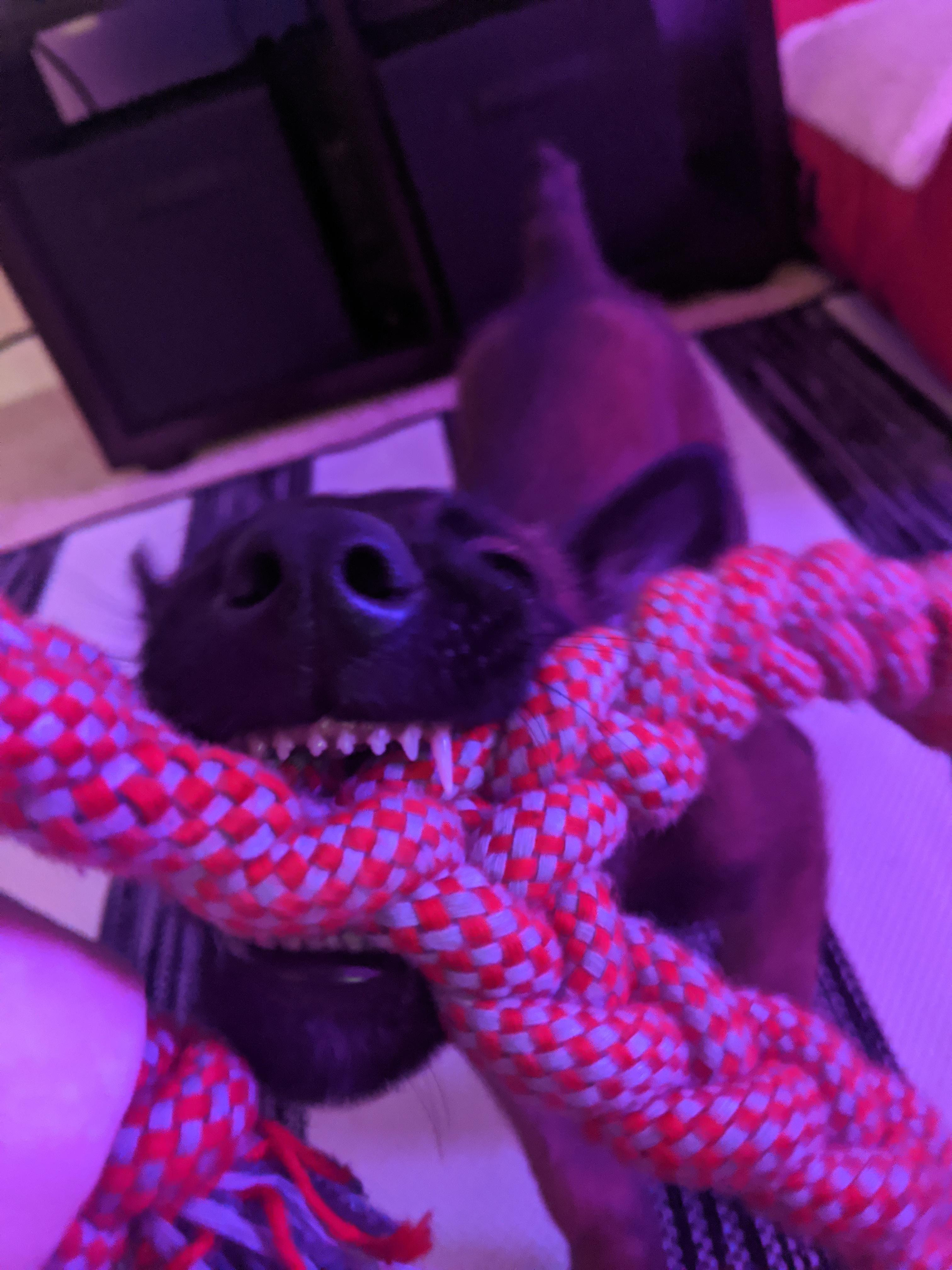 Keanu's first day home! | Scrolller