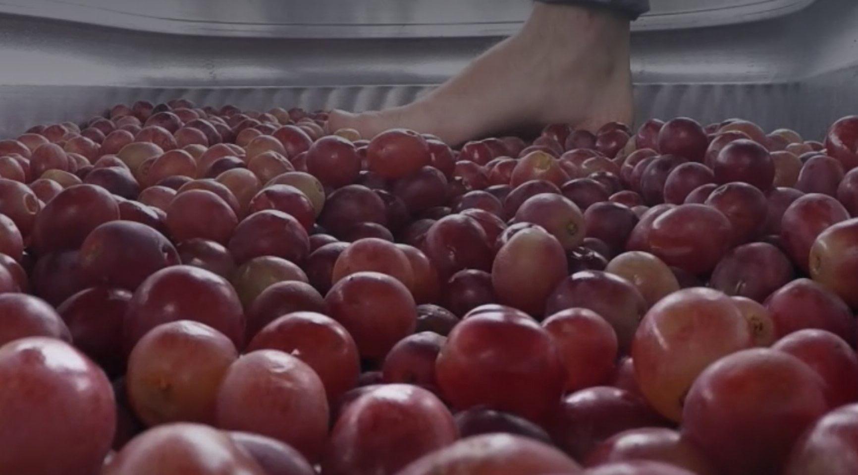 Kelsey and Peter were stomping on grapes from Costco, not wine grapes | Scrolller